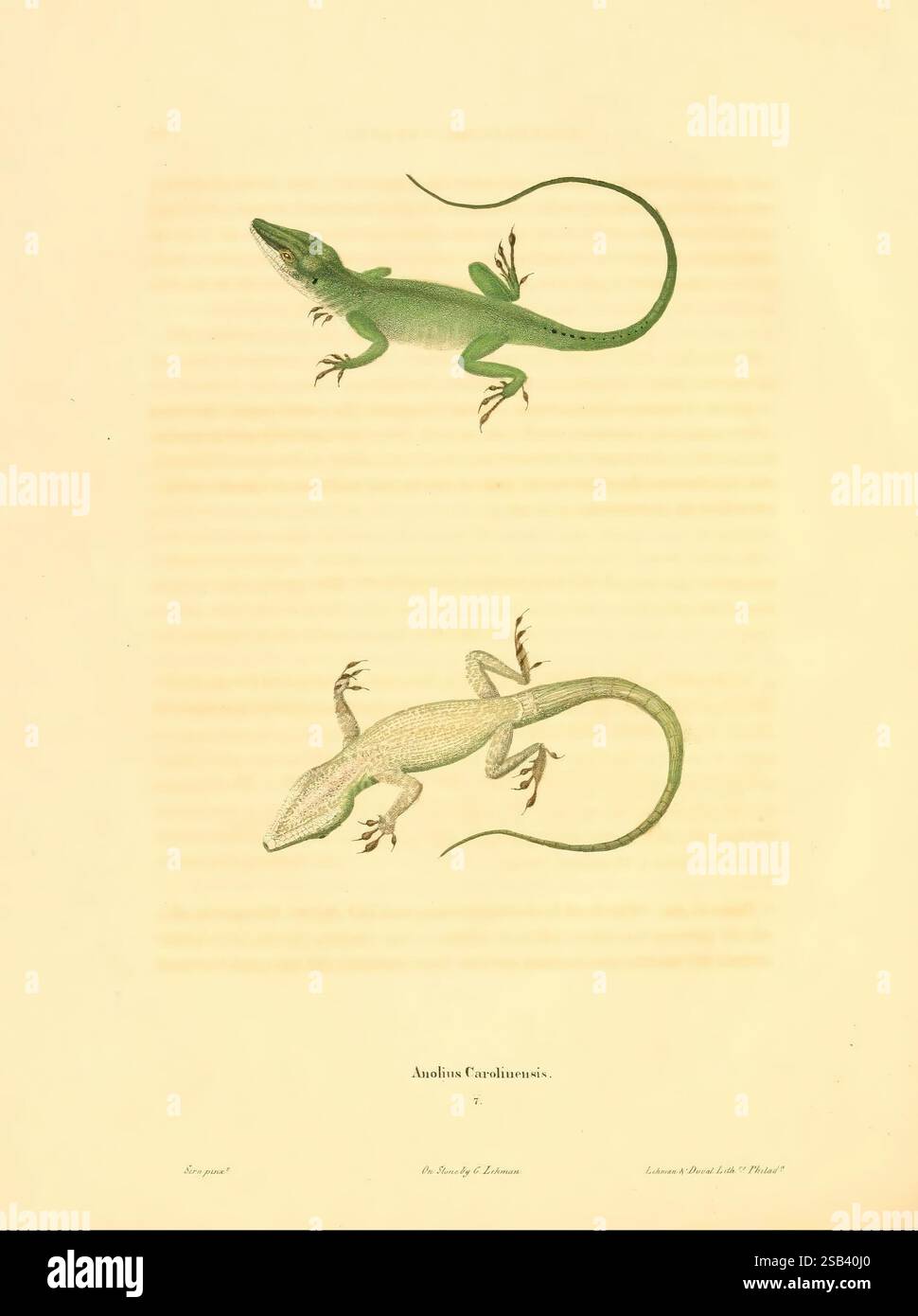 North American herpetology, Philadelphia, J. Dobson, 1836-1840, United ...