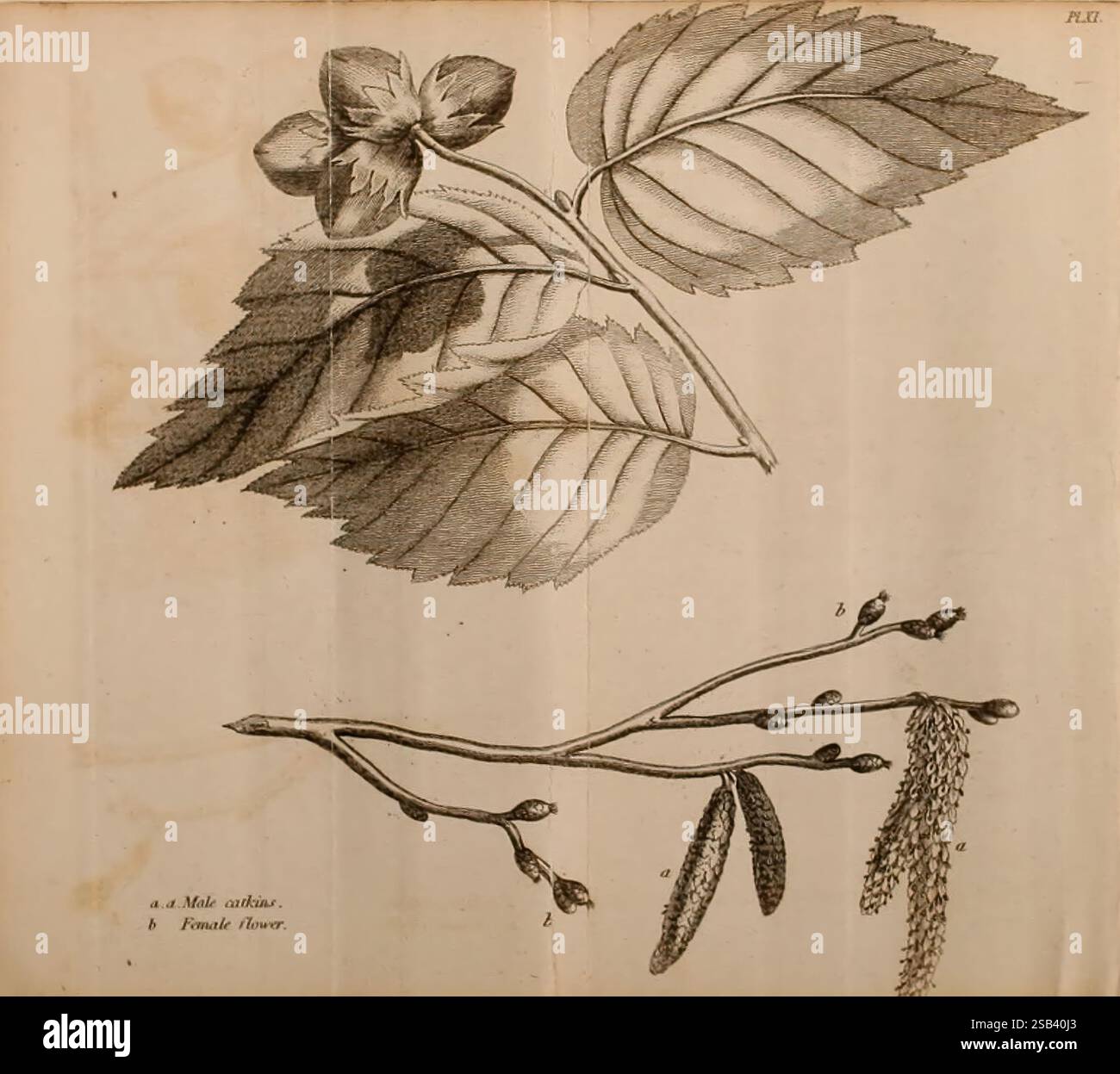 The woodland companion London Baldwin Cradock and Joy 1815 Great ...