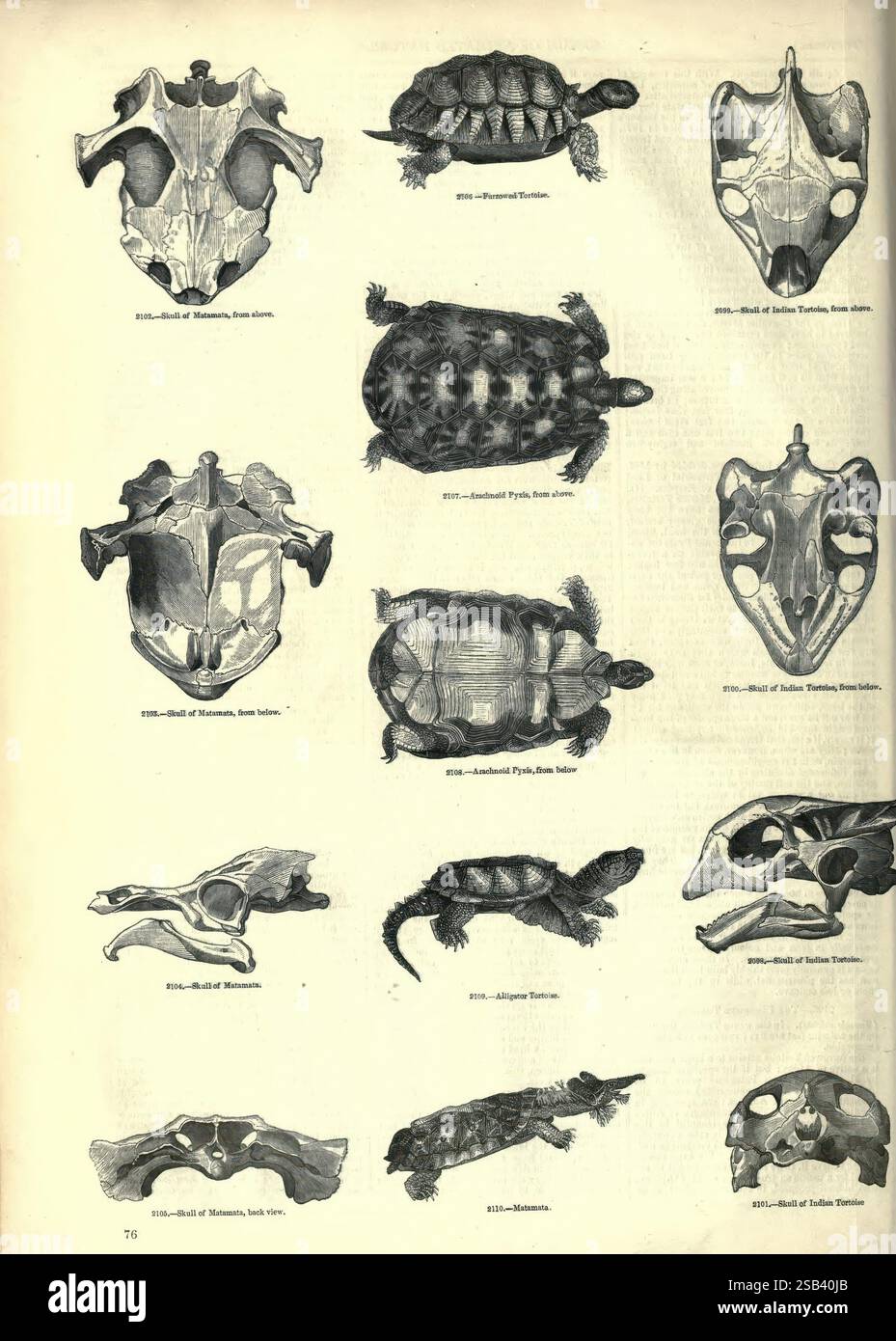 The, pictorial, museum, of, animated, nature, London, C. Cox, [1844 ...