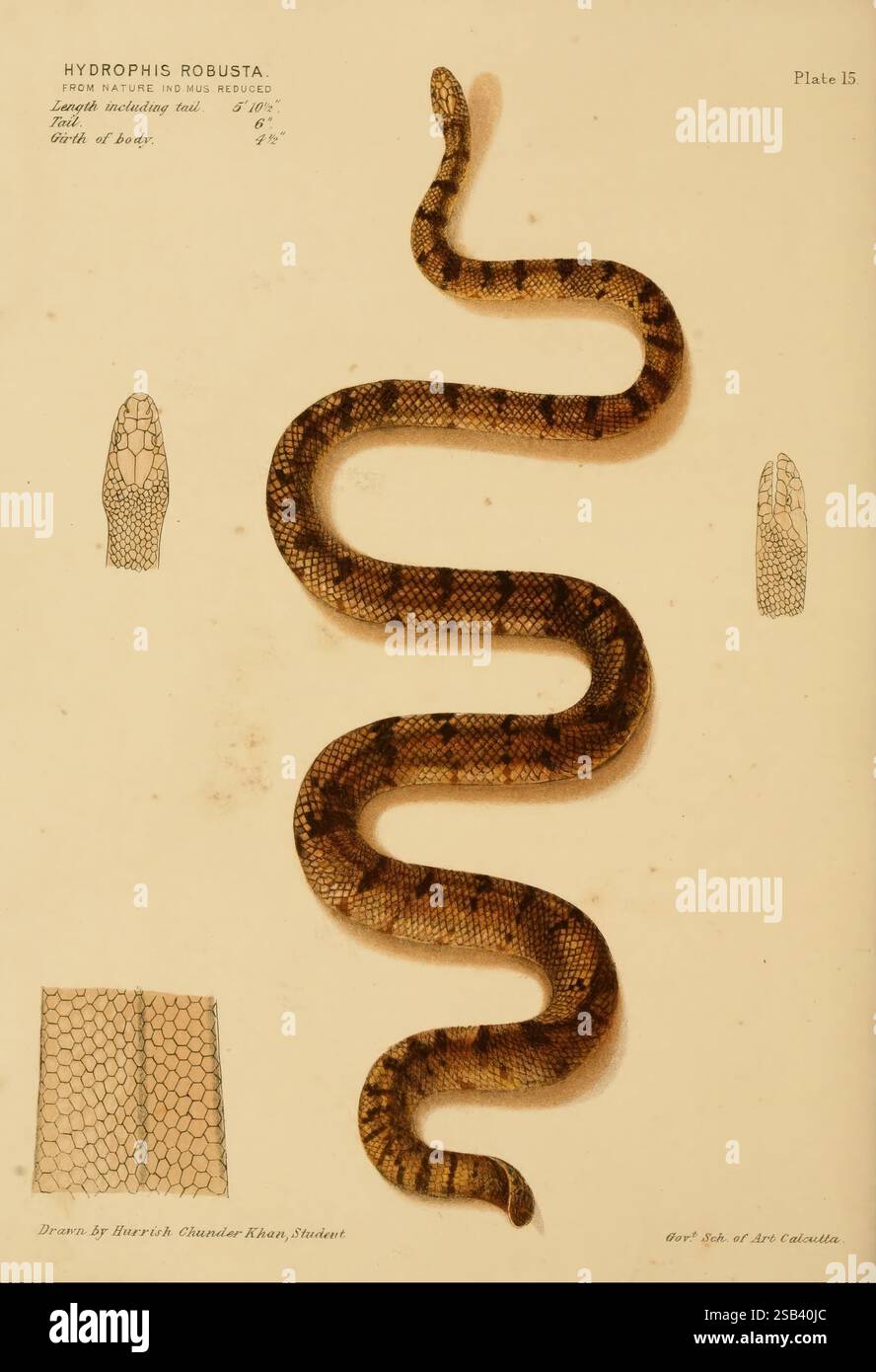 The poisonous snakes of India. London: J. & A. Churchill, 1878. India ...