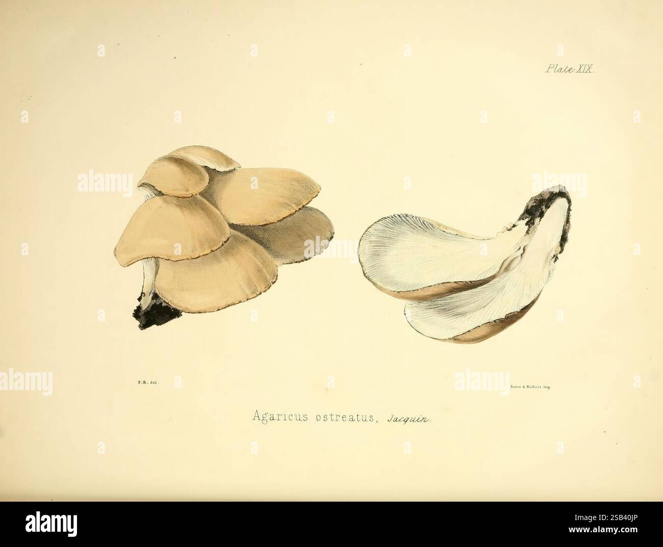 Illustrations of British mycology, London, Reeve, Benham and Reeve ...