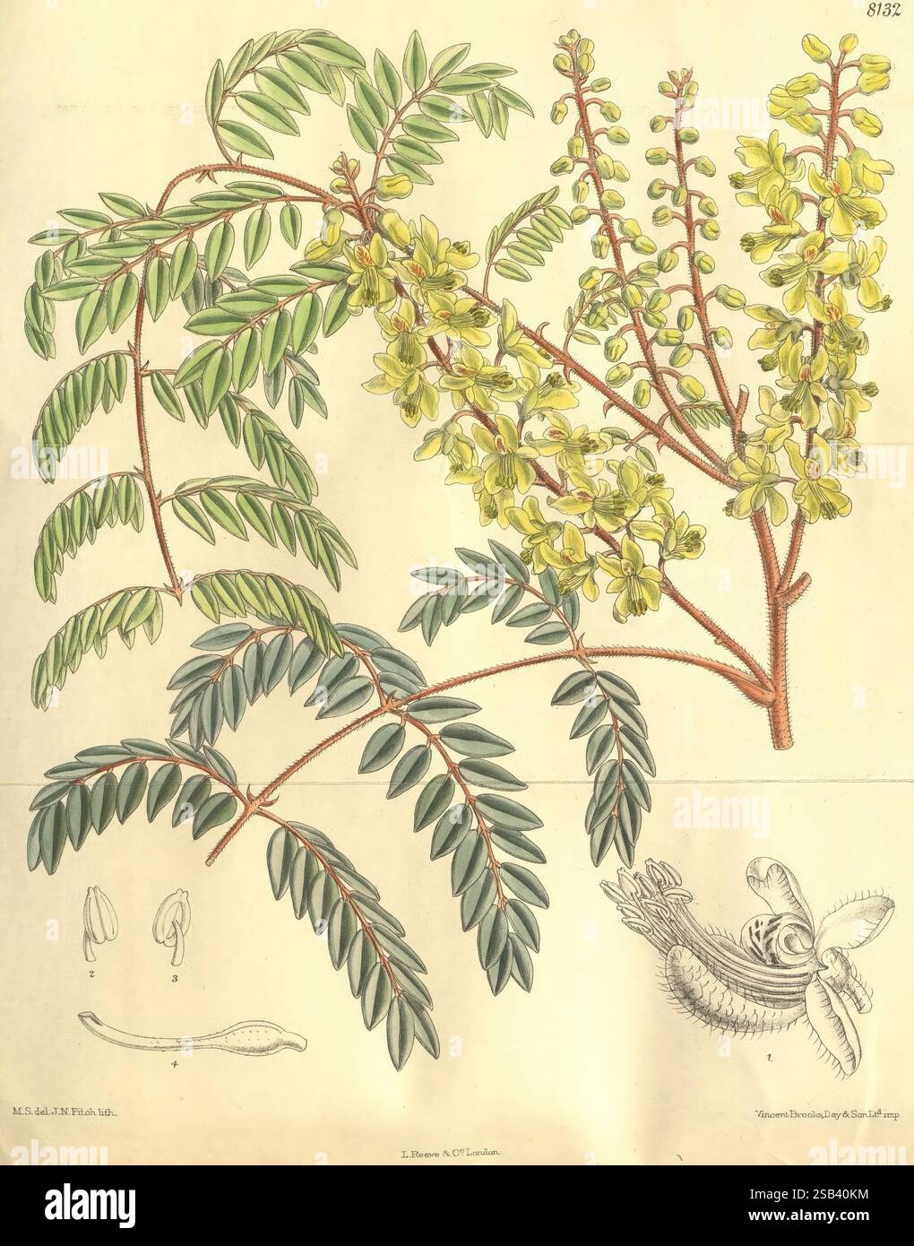 Curtis's Botanical Magazine, London, New York, botany, periodicals ...