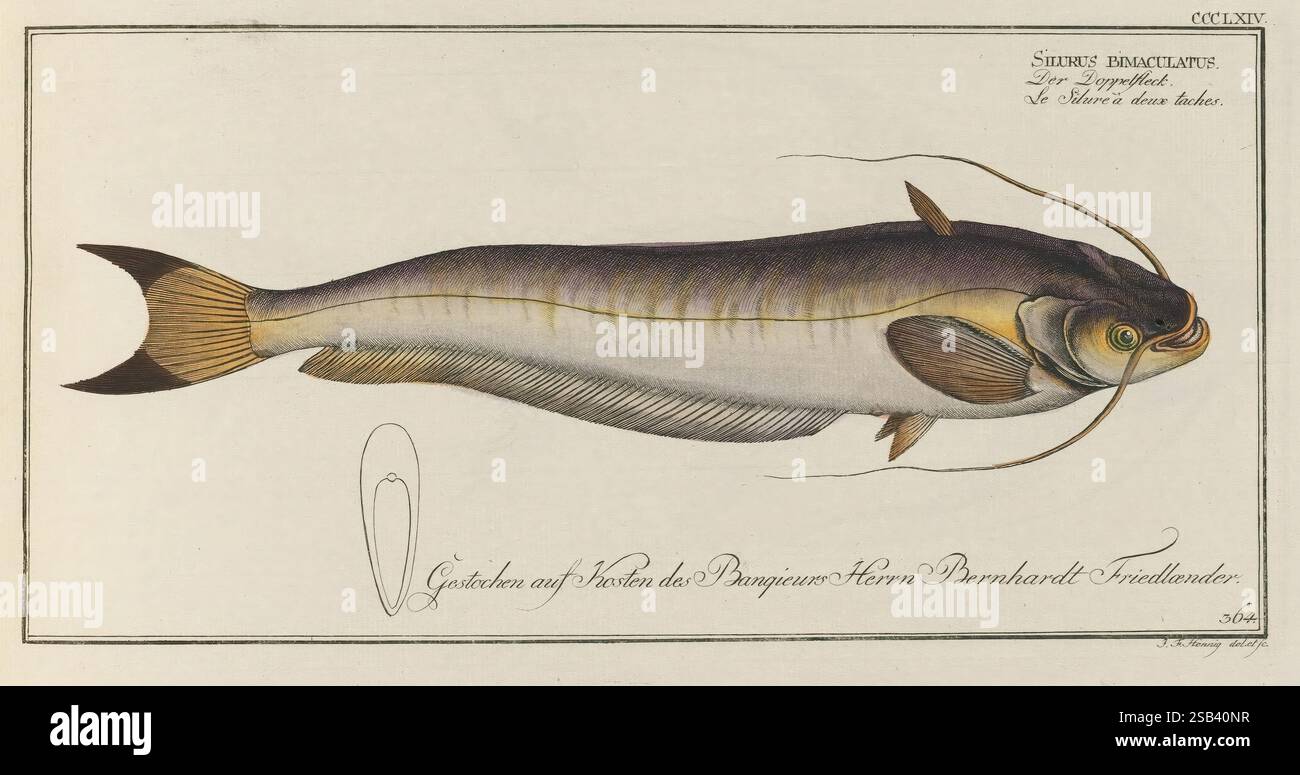 D. Marcus Elieser Bloch's ausübenden Arztes zu Berlin Oeconomische ...