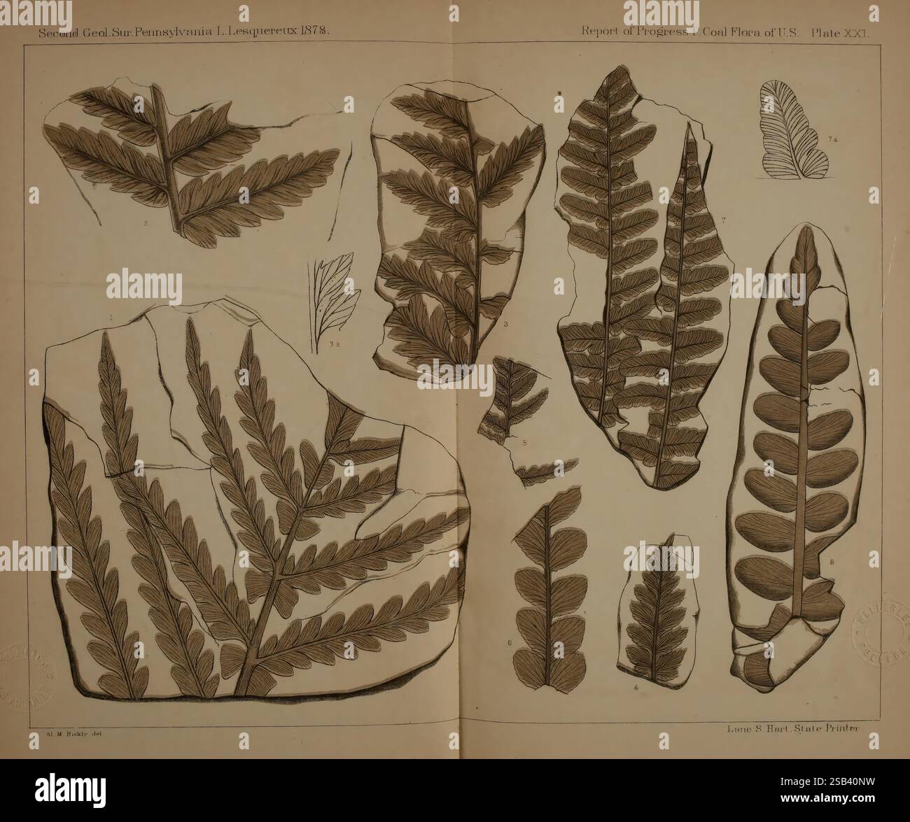 Description, of, the, coal, flora, of, the, Carboniferous, formation ...