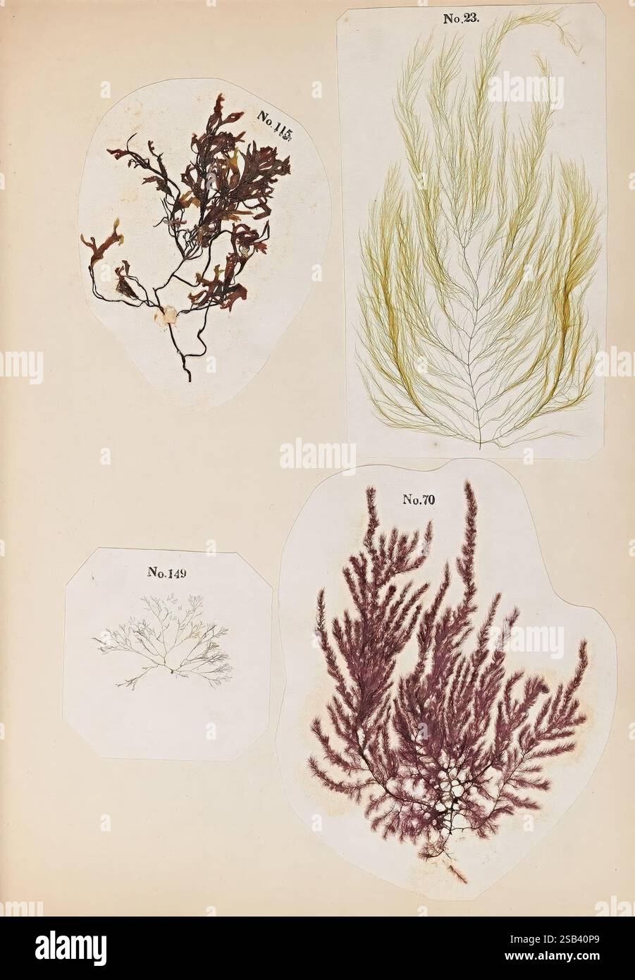 Various seaweeds displayed hi-res stock photography and images - Alamy