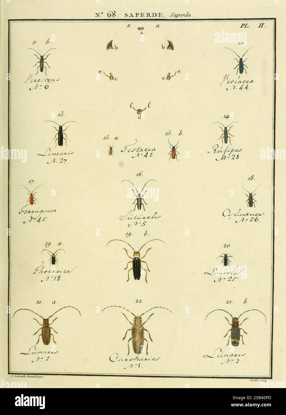 Top row features small beetles hi-res stock photography and images - Alamy