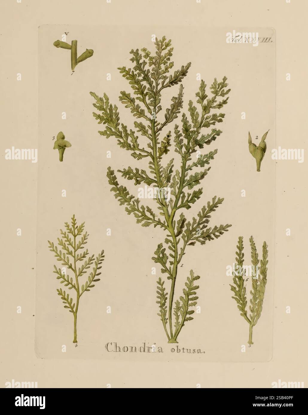 Hydrophytologiae Regni Neapolitani Icones Neapoli Ex Typographia ...