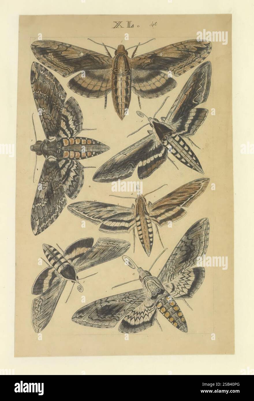 Lepidoptera, manuscript, [between 1873-1883?], lepidoptera, life cycles ...