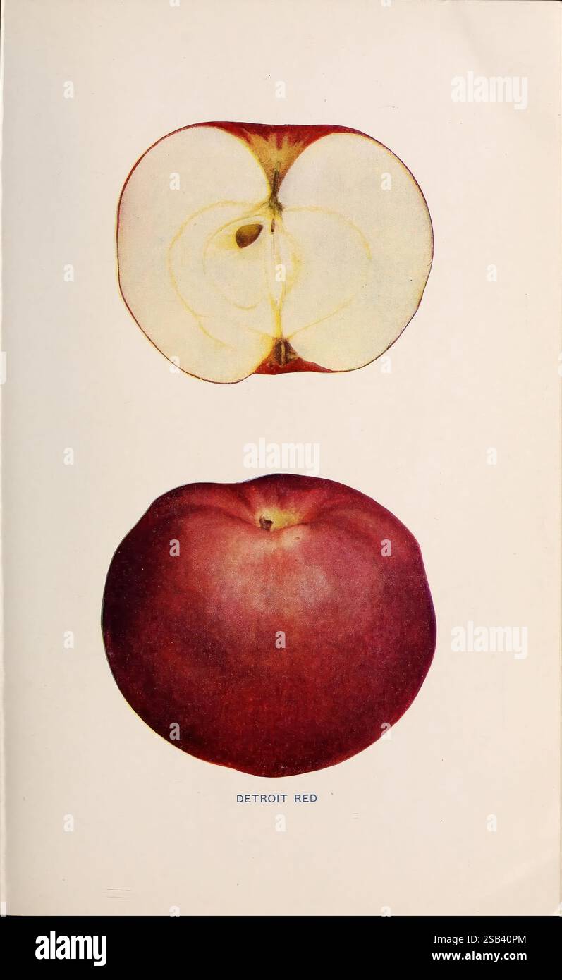 Whole apple presents hi-res stock photography and images - Alamy