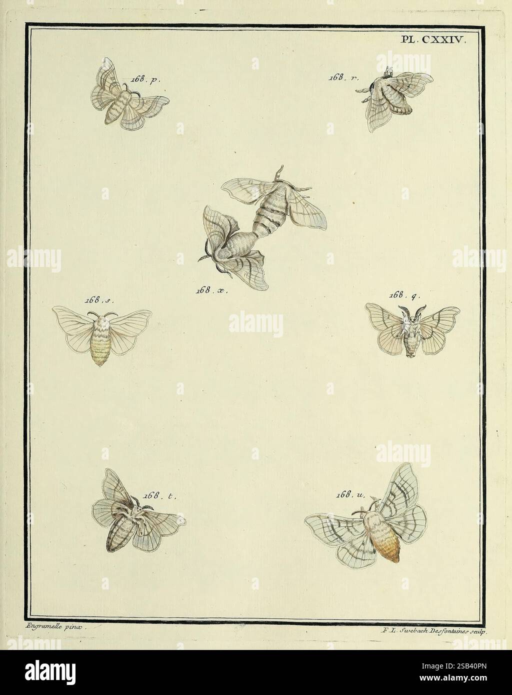 Papillons d'Europe, peints d'après nature, A Paris, Chez P.M ...