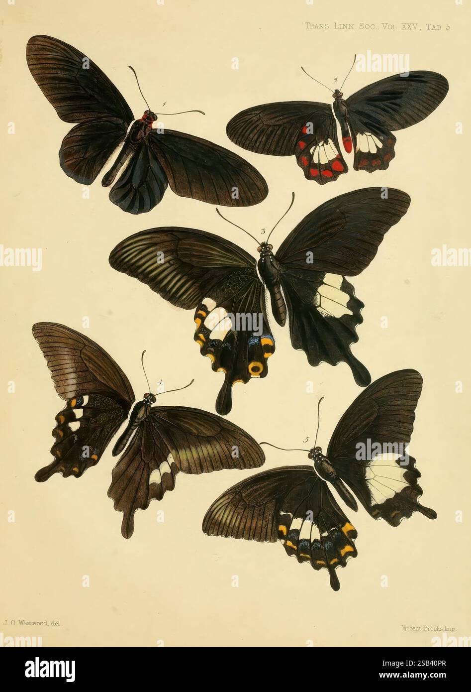 Showcasing six different species hi-res stock photography and images - Alamy