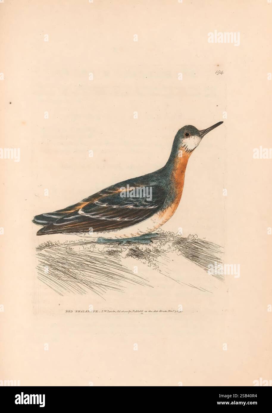 The birds of Great Britain, 1795-1801, museum of comparative zoology, A ...