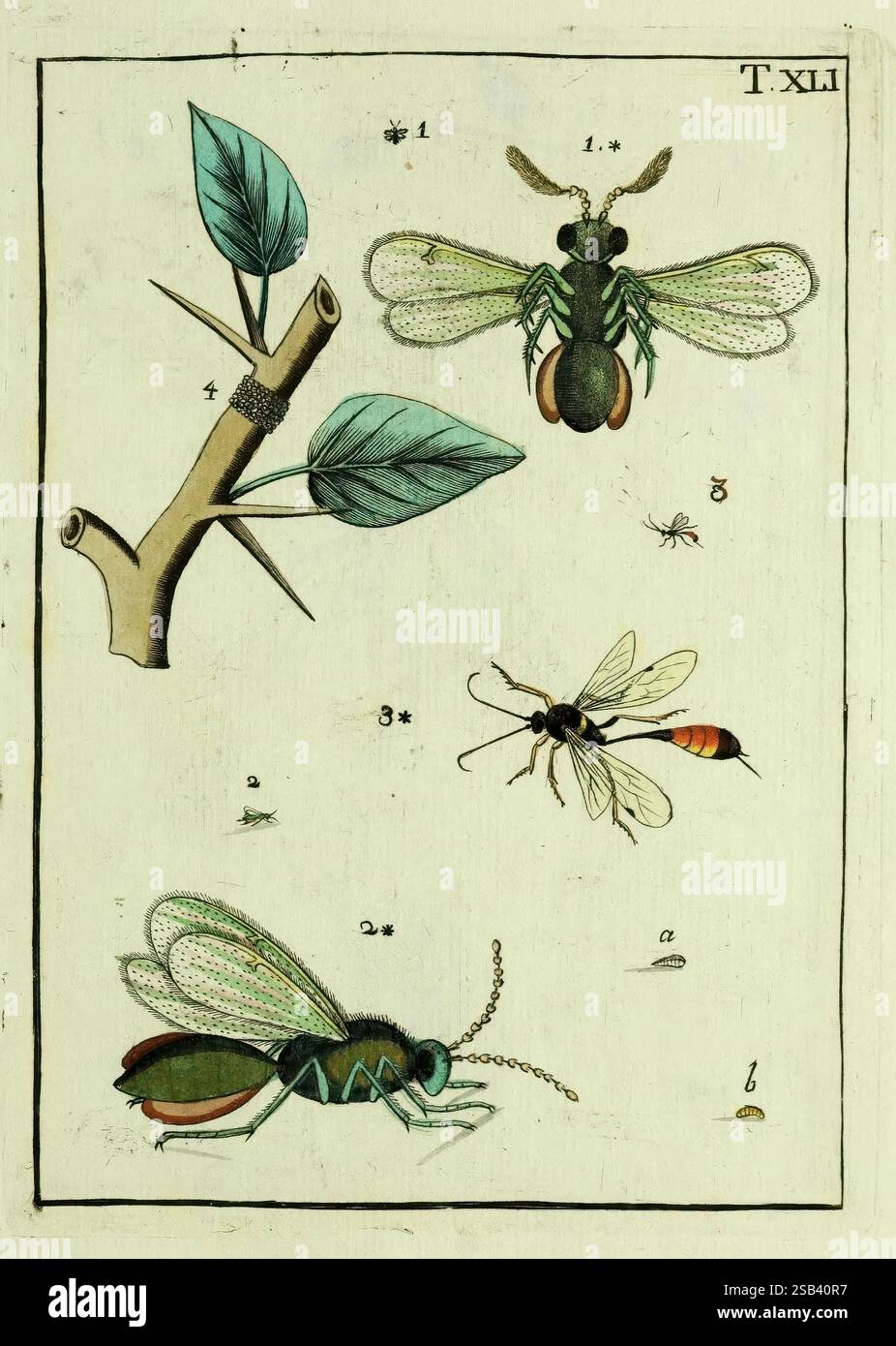 Elongated wings labeled hi-res stock photography and images - Alamy