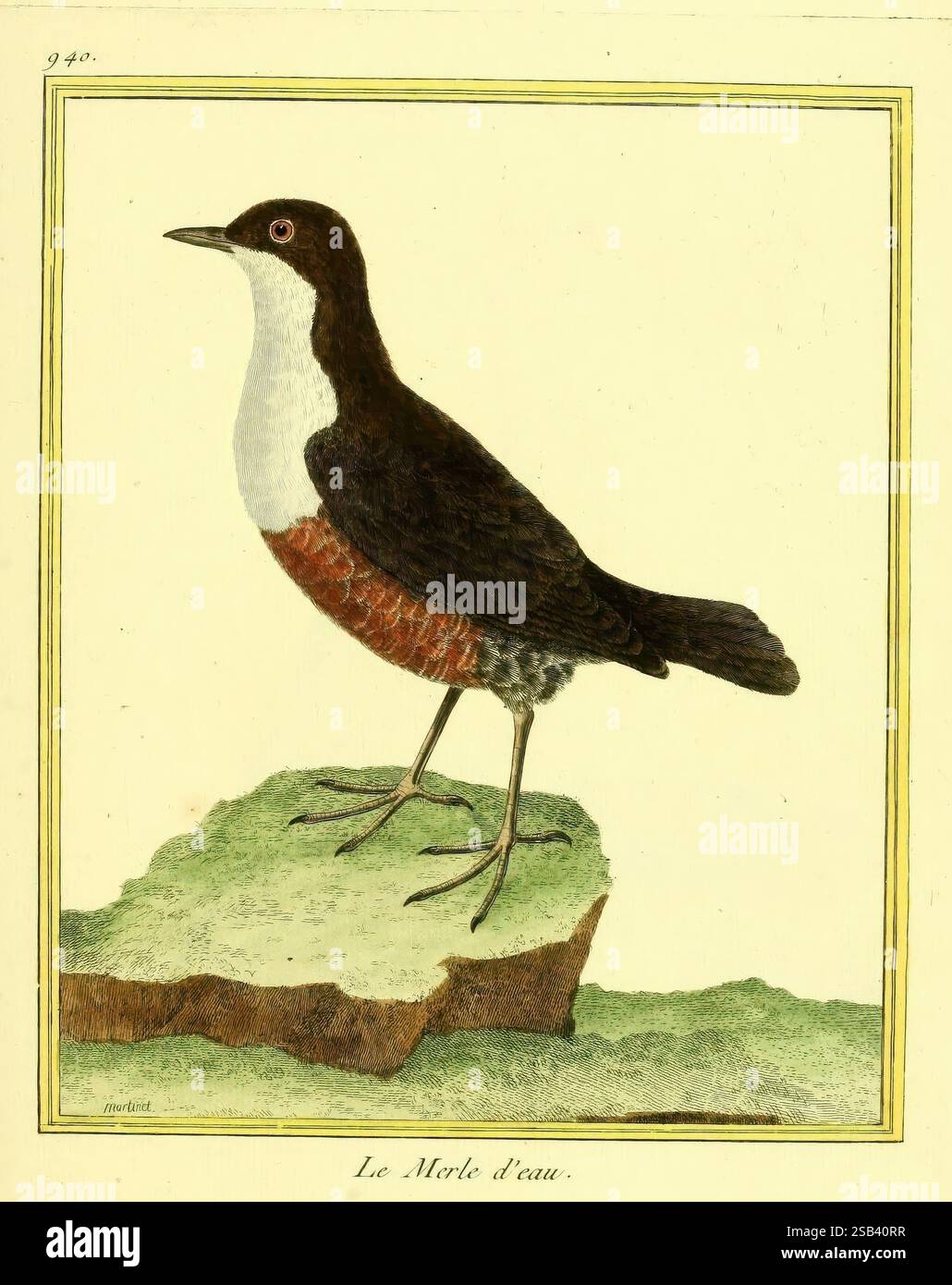 Birds lower body displays hi-res stock photography and images - Alamy