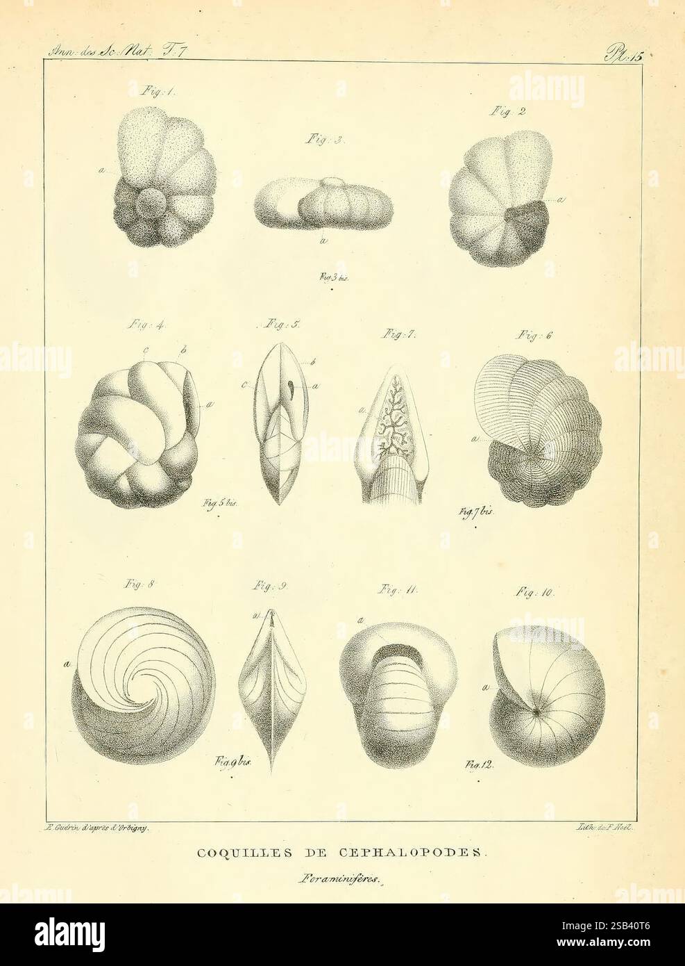 Highlighting numerous shell shapes hi-res stock photography and images ...