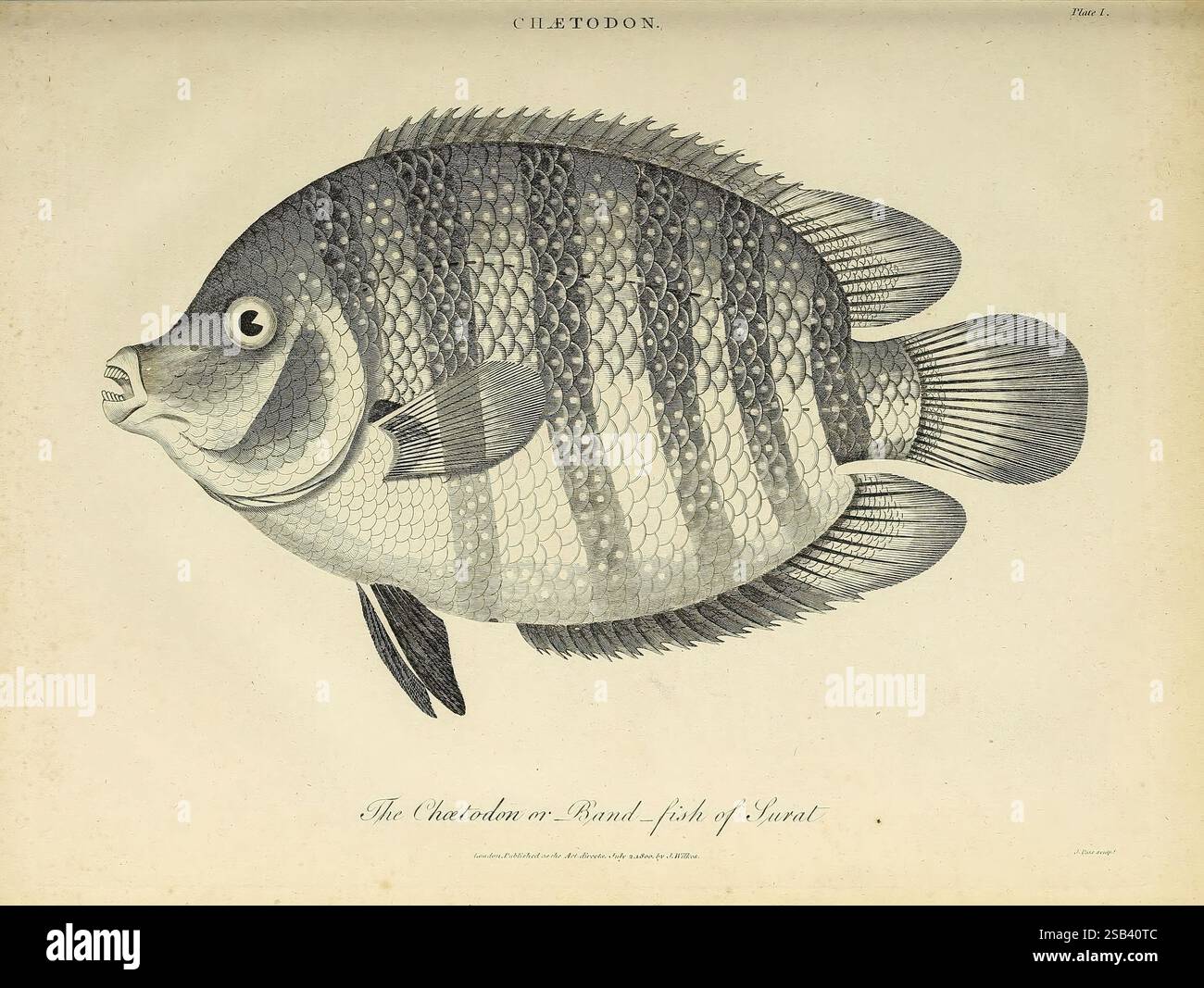 Chtodon hi-res stock photography and images - Alamy