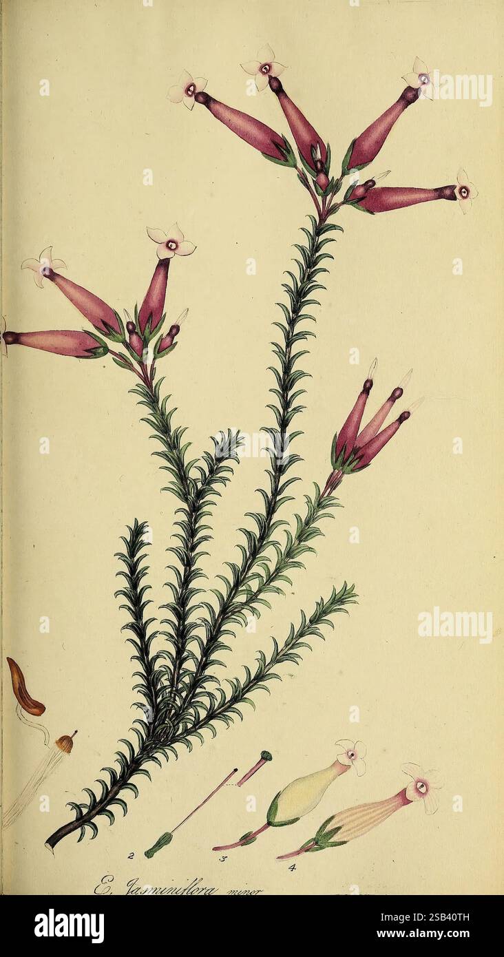 The, heathery, or A, monograph, of, the, genus, Erica, London, Henry, G ...