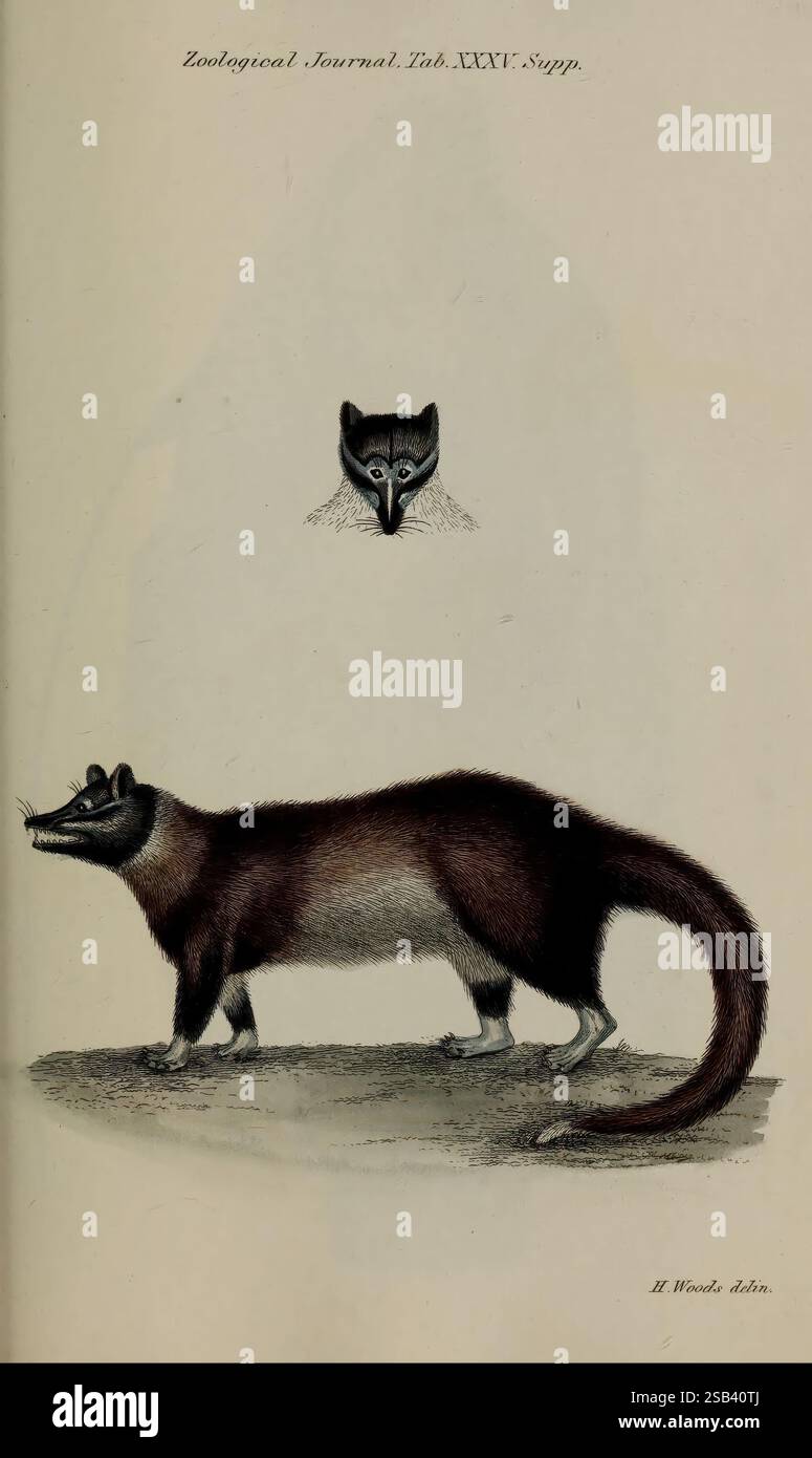 Animals facial characteristics hi-res stock photography and images - Alamy