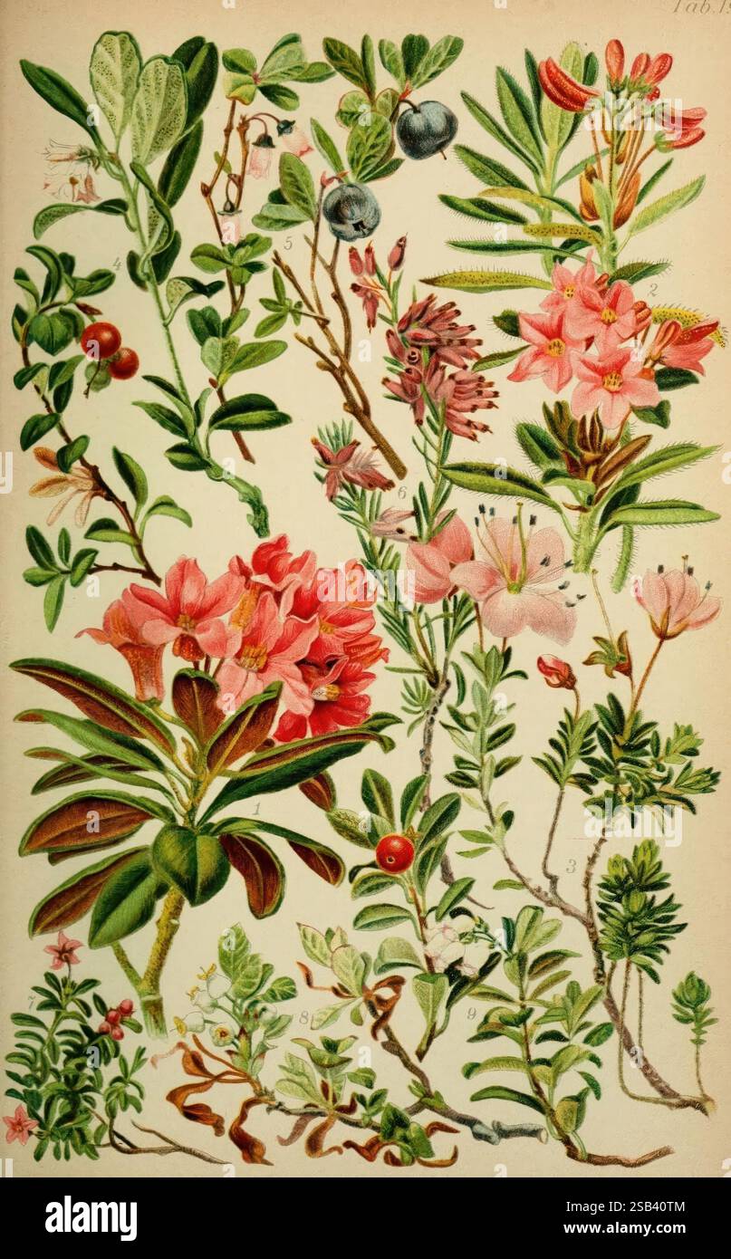 Specific plant types hi-res stock photography and images - Alamy