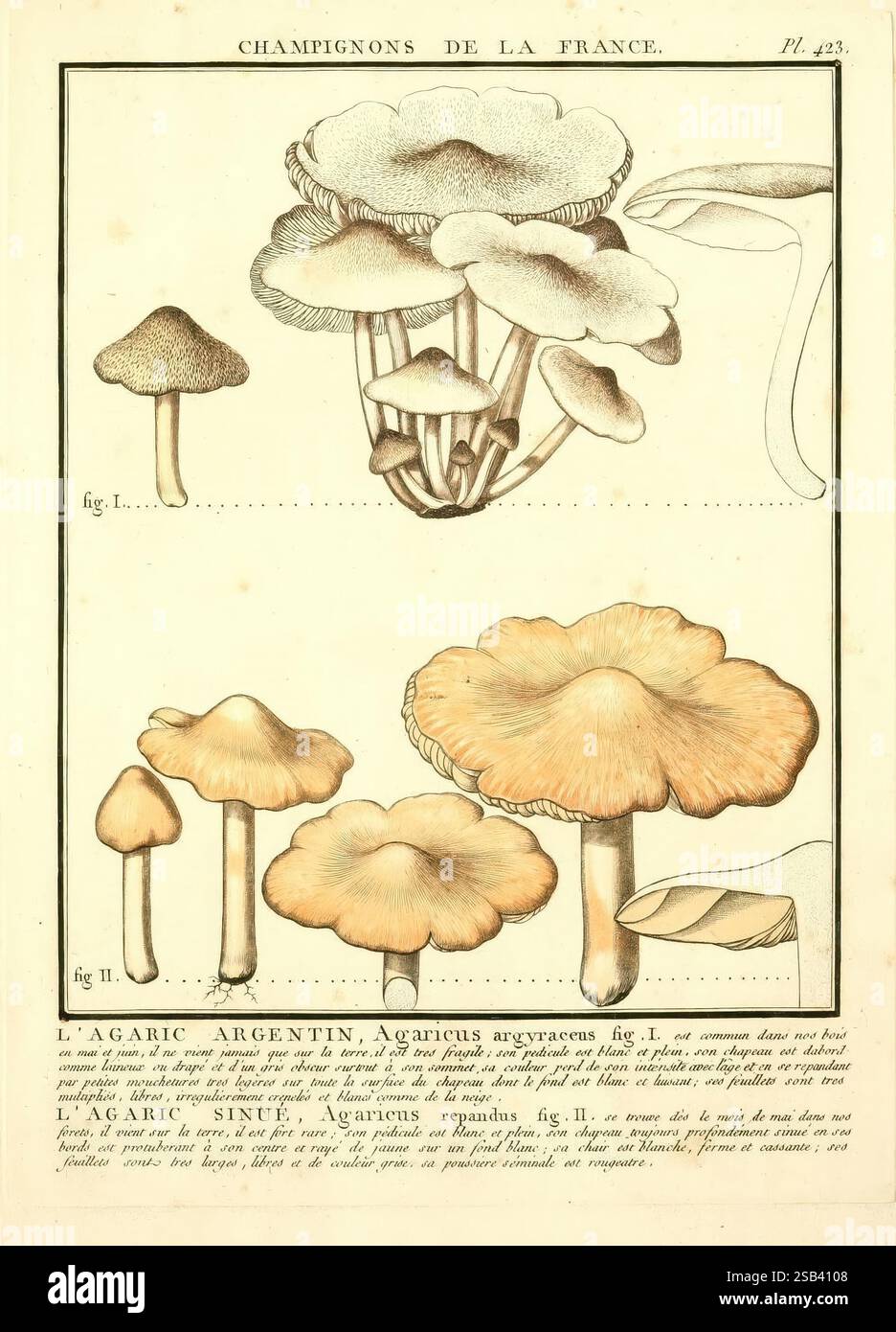 Top section displays several individual mushroom profiles hi-res stock ...