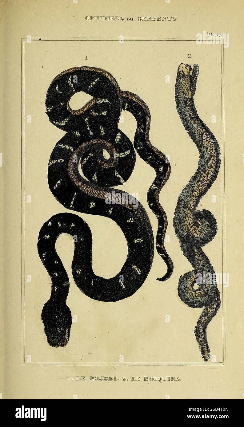 Snakes labeled hi-res stock photography and images - Alamy