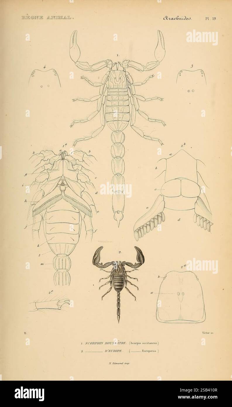 Scorpions dorsal view hi-res stock photography and images - Alamy