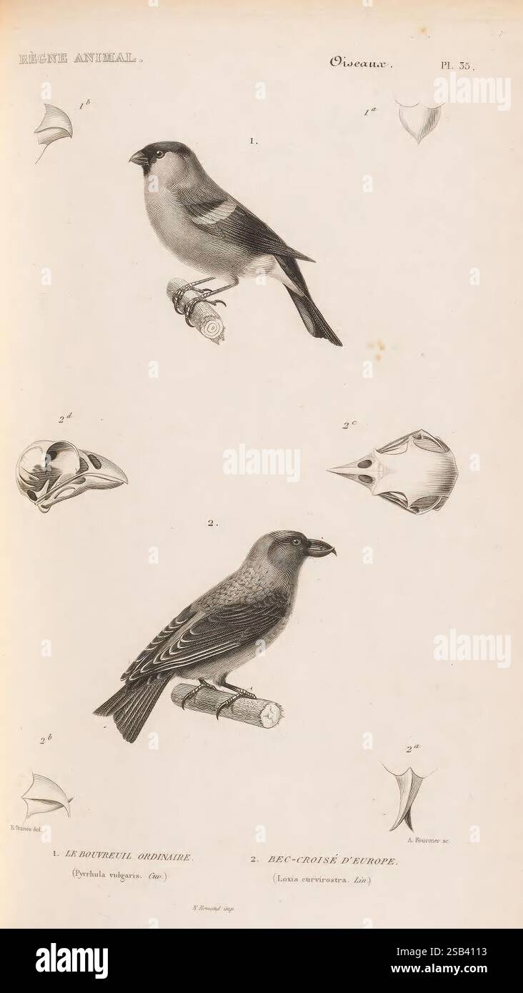 Le règne animal distribué d'après son organisation Paris, 1836-1849 ...