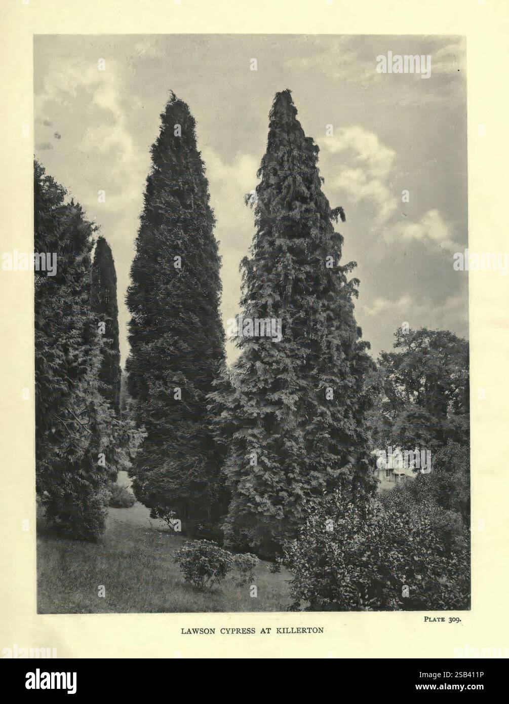 Several tall lawson cypress trees hi-res stock photography and images ...