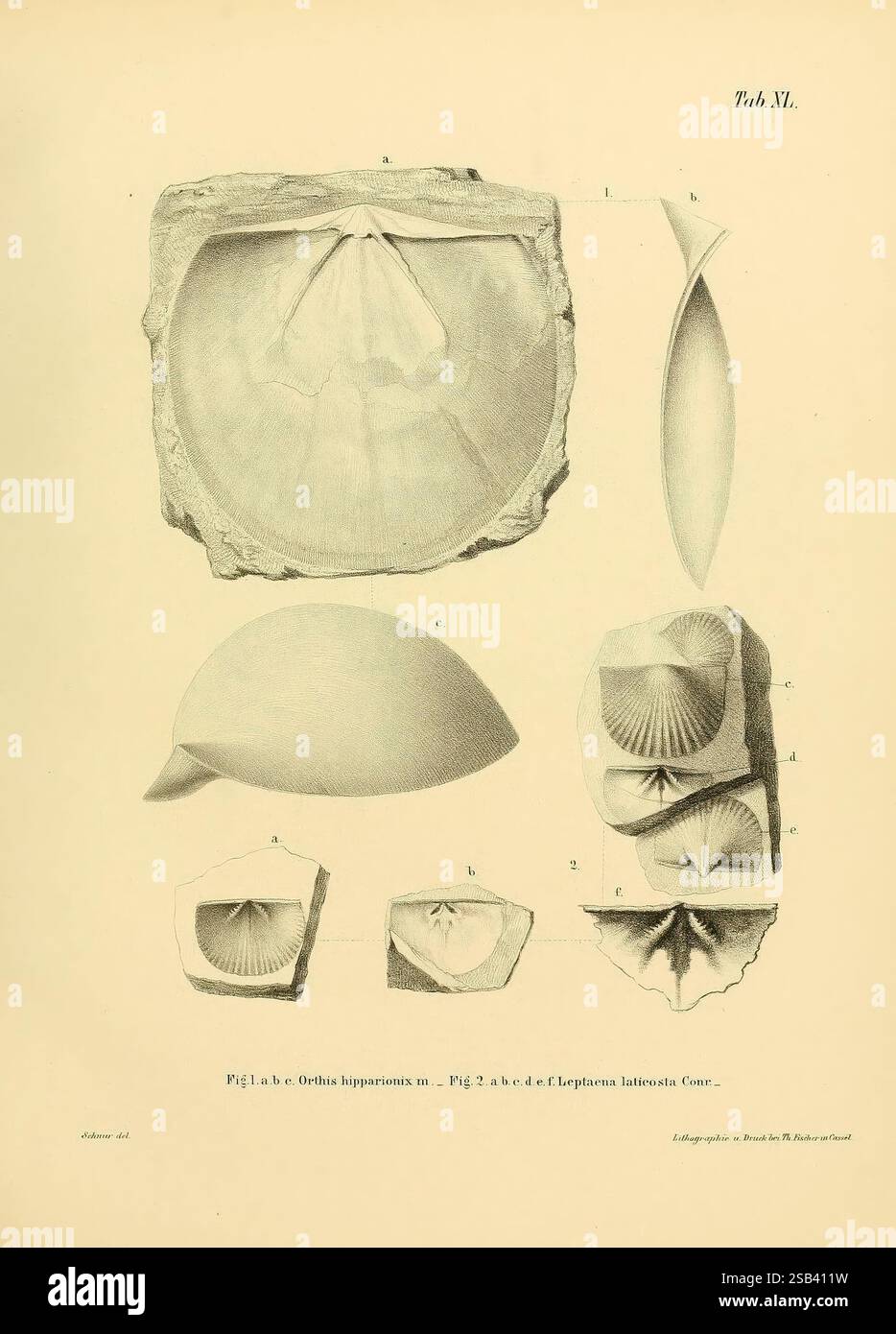 Palaeontographica, Cassel, Theodor Fischer, 1846-1933, 560643, geology ...