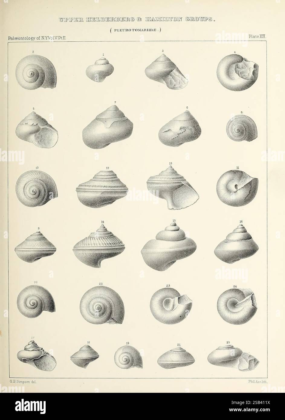 Reflects specific fossilized species hi-res stock photography and ...