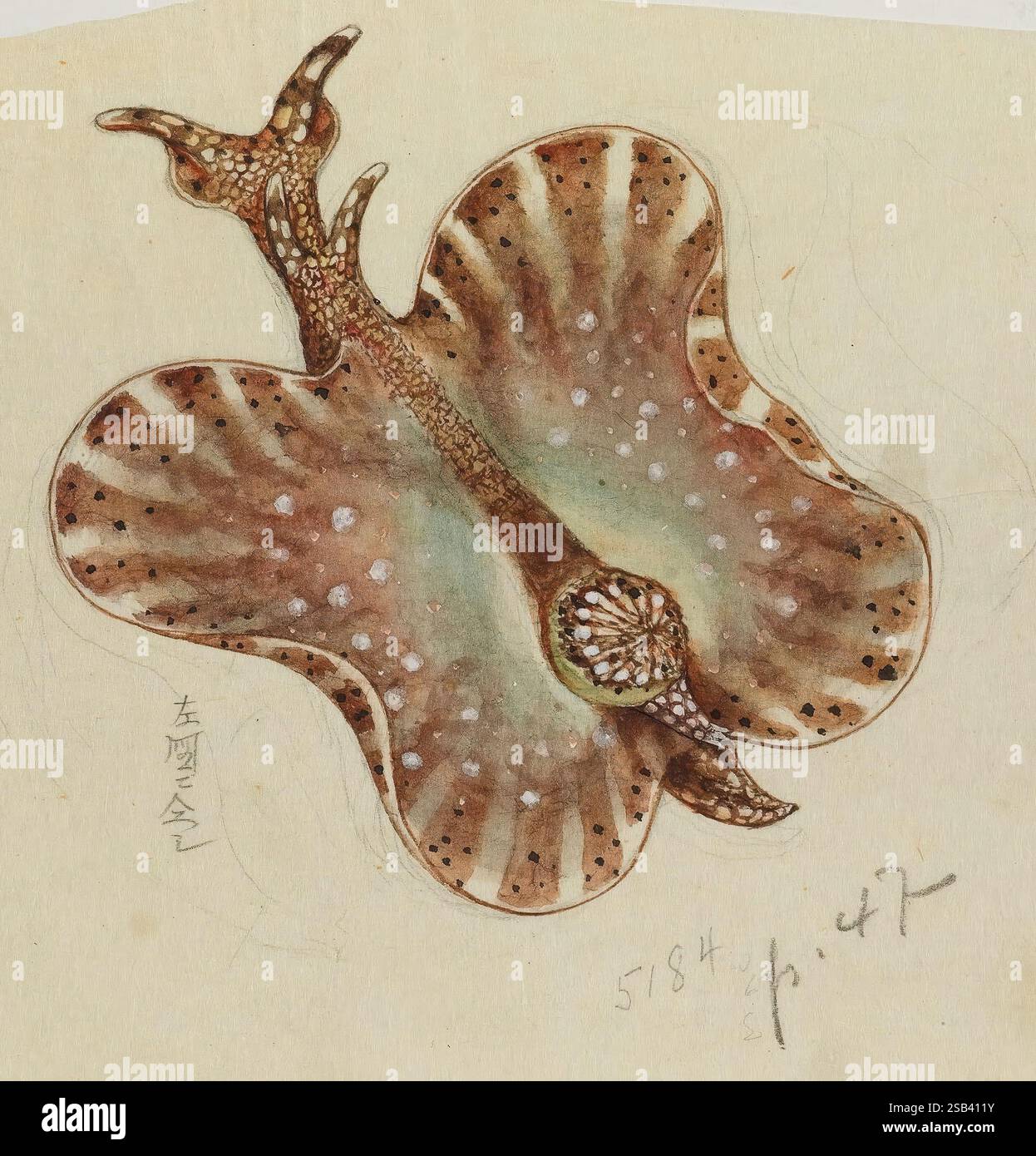 Notes, and, description, of, specimens, collected, on, the, Philippine ...