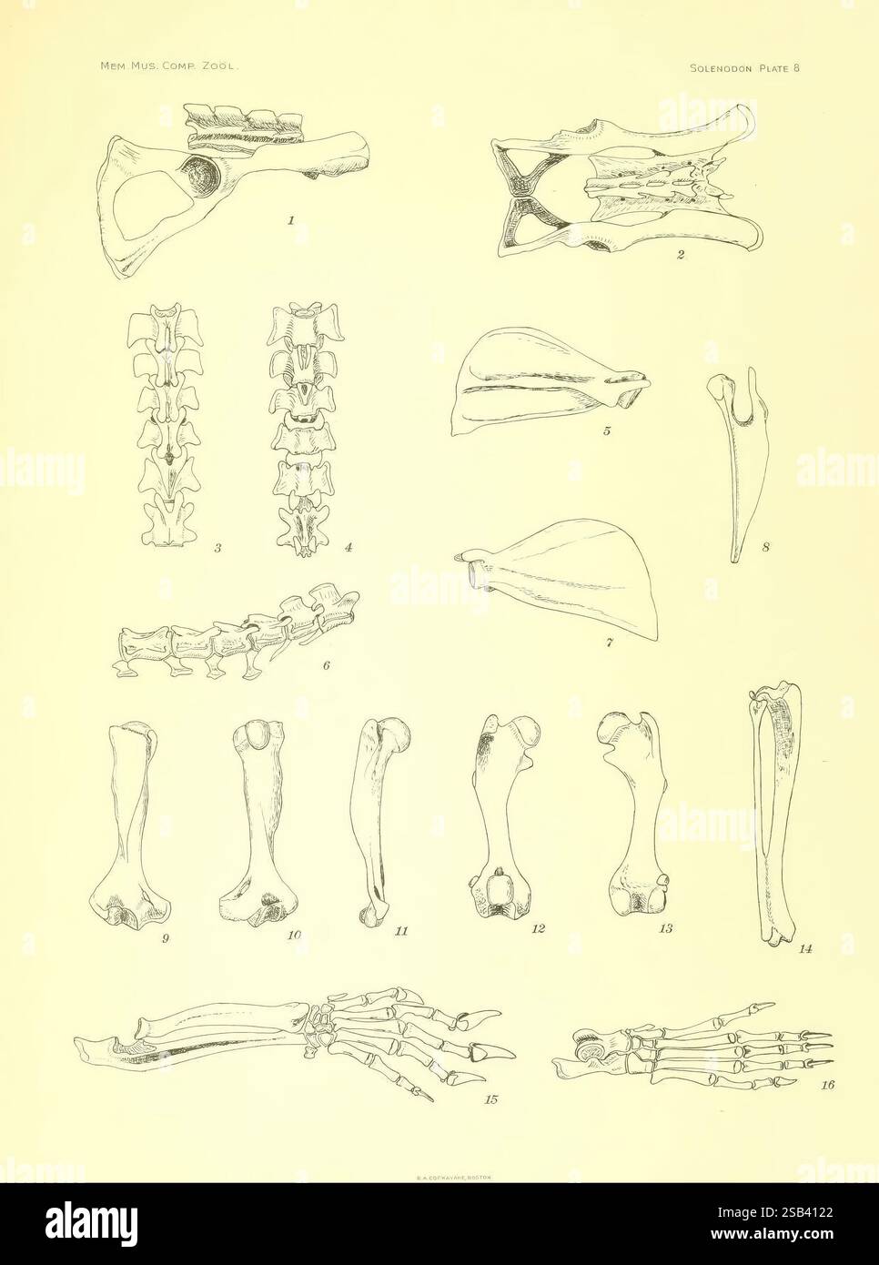Understanding vertebrate morphology hi-res stock photography and images ...