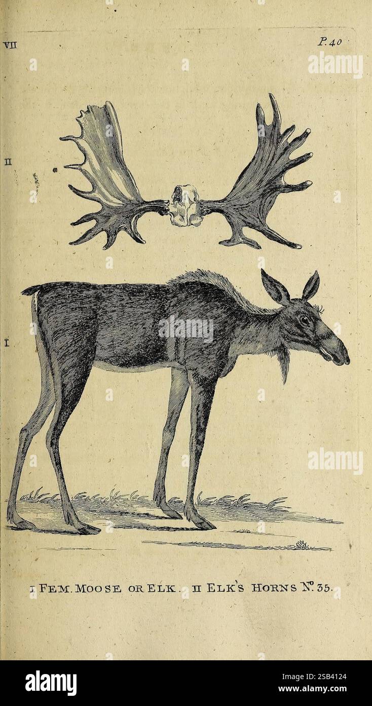 Moose identifies hi-res stock photography and images - Alamy