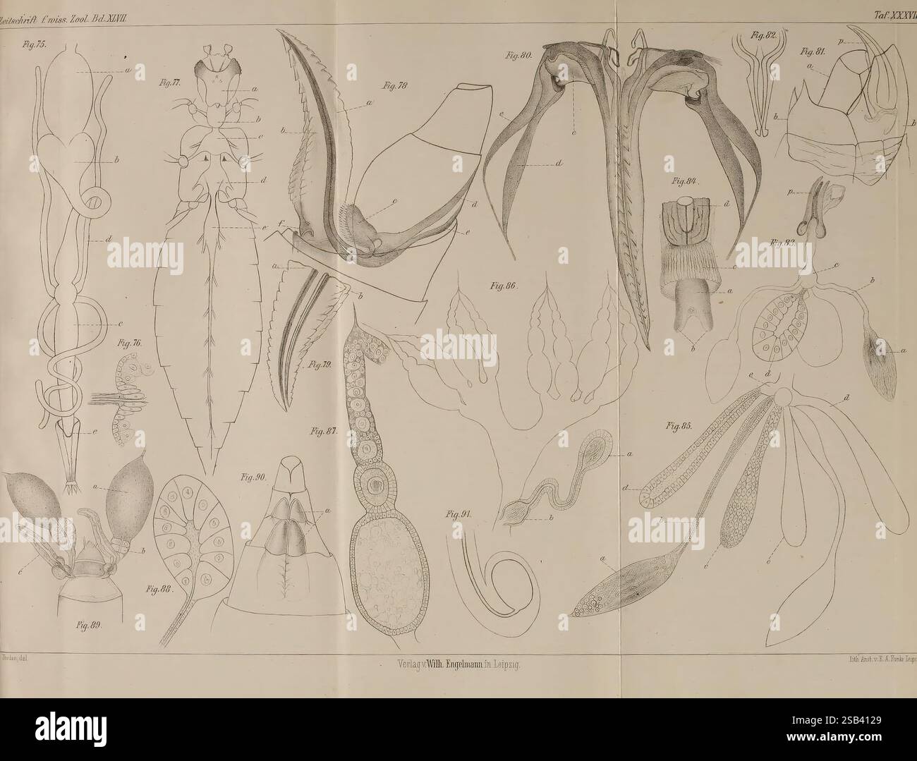 Detailed illustration of various marine cephalopods hi-res stock ...