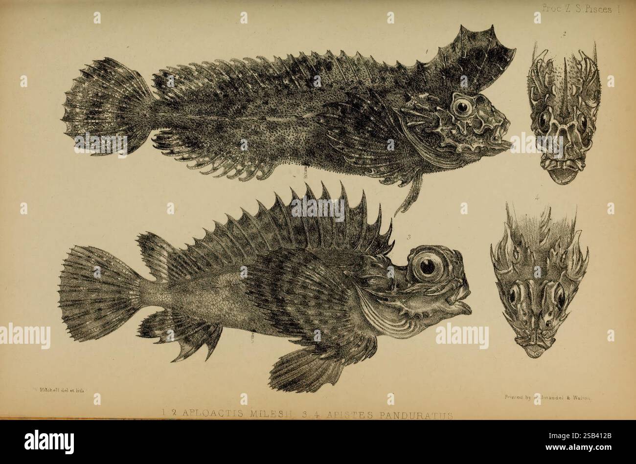 Proceedings of the Zoological Society of London, London, Academic Press ...