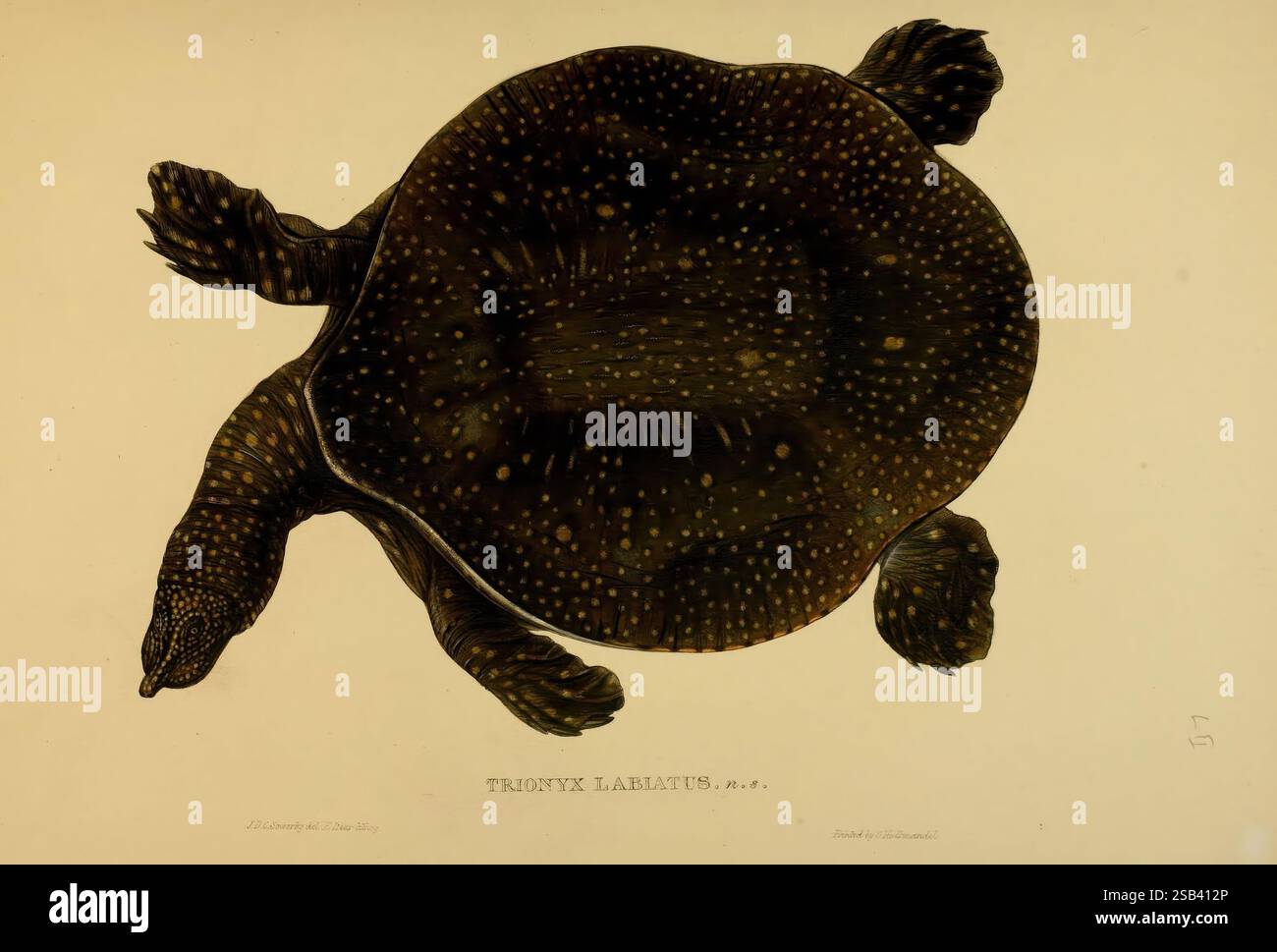 Tortoises, terrapins, and turtles London, Paris, and Frankfurt H ...