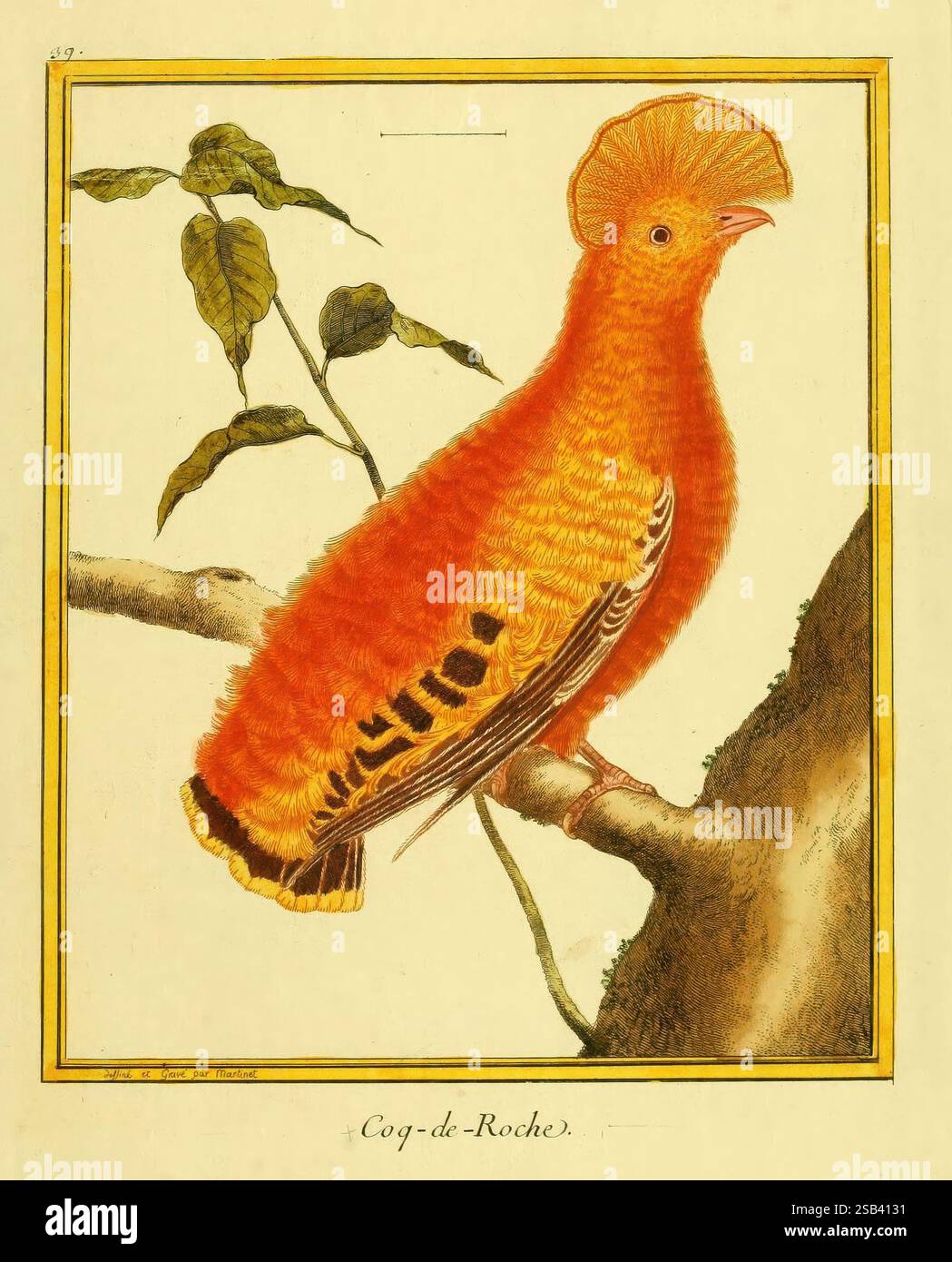 Birds wing showcases bold markings hi-res stock photography and images ...