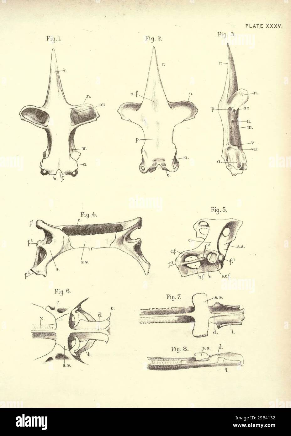 Illustrations of zoology: invertebrates & vertebrates Edinburgh Y.J ...