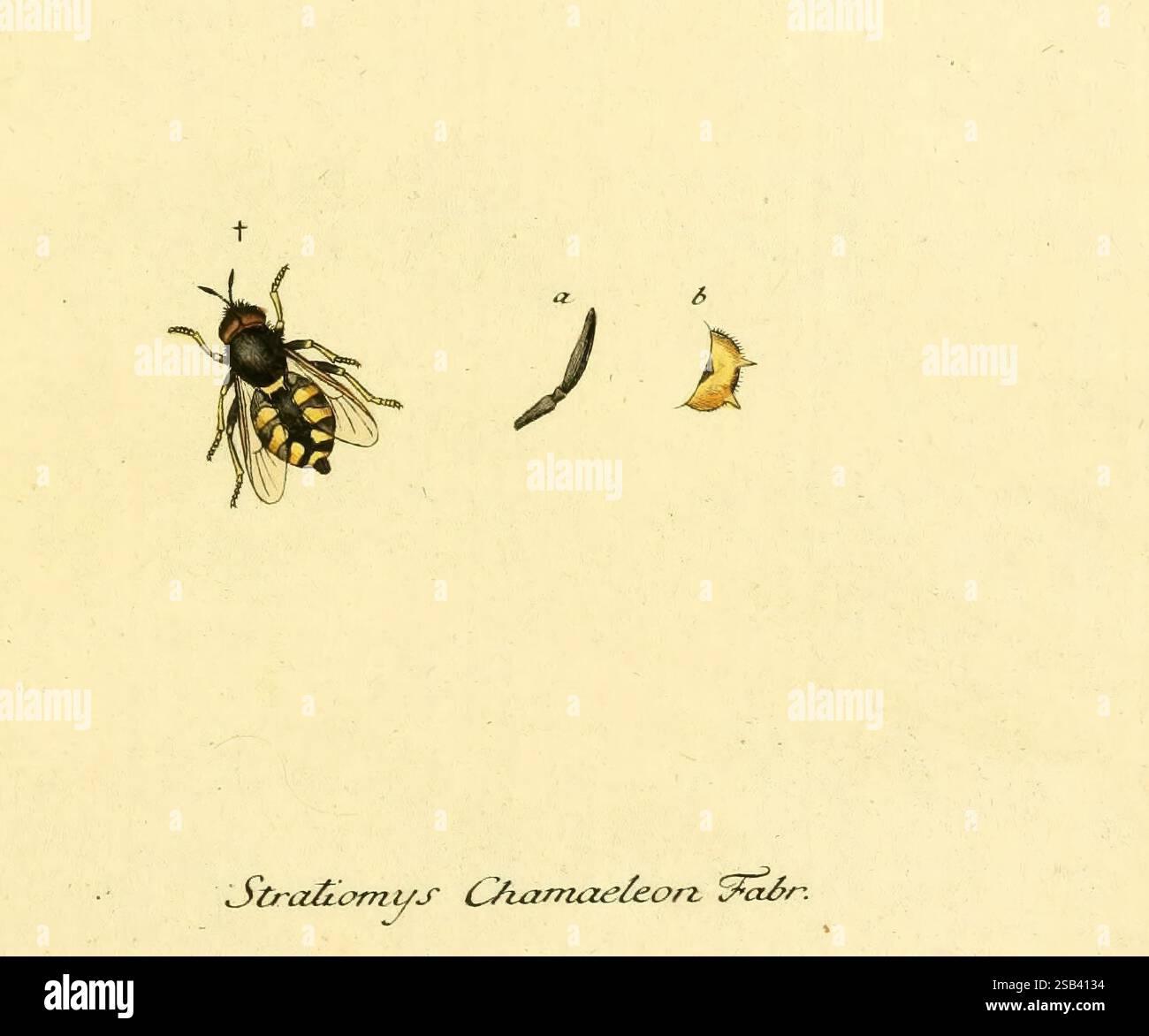 Labeled element points hi-res stock photography and images - Alamy