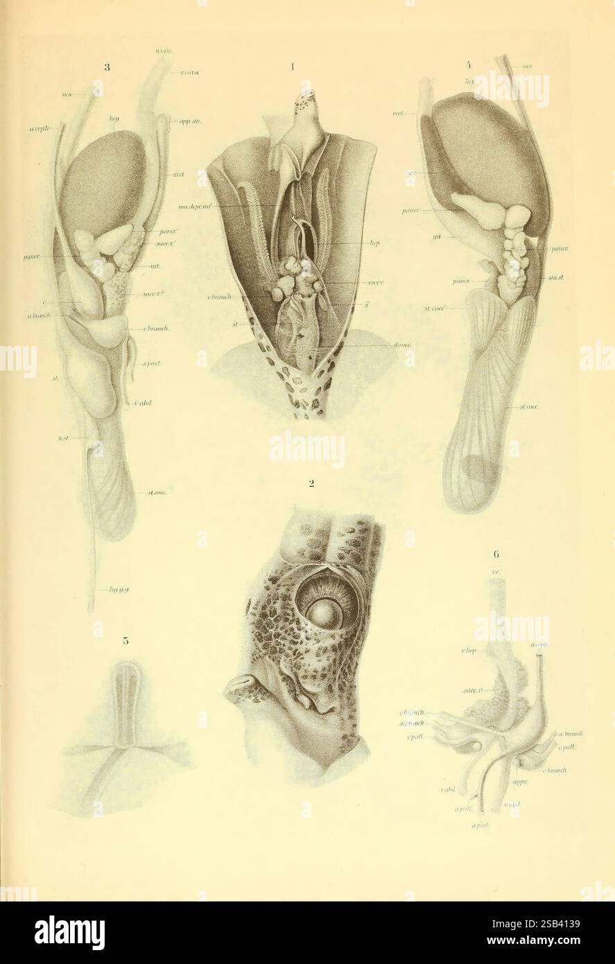 The Cephalopod Atlas, 1975, Cephalopoda, Brachioteuthis picta, The ...