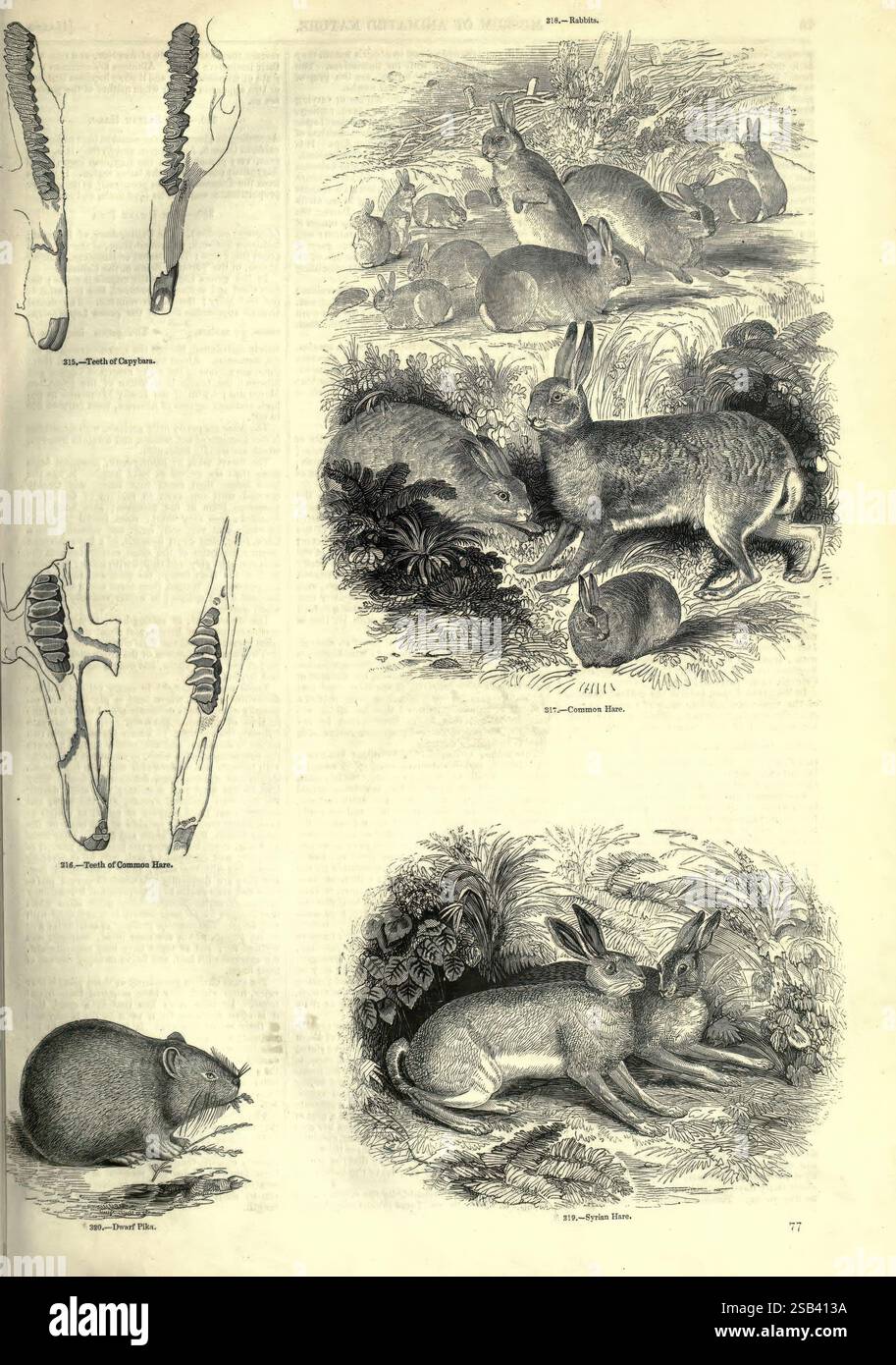 The, pictorial, museum, of, animated, nature London, C. Cox, [1844 ...