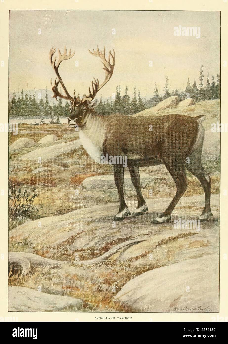 Mammals north america rangifer tarandus taxonomy hi-res stock ...