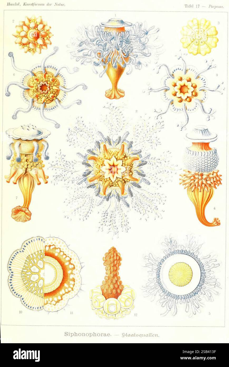 Multiple distinct species hi-res stock photography and images - Alamy