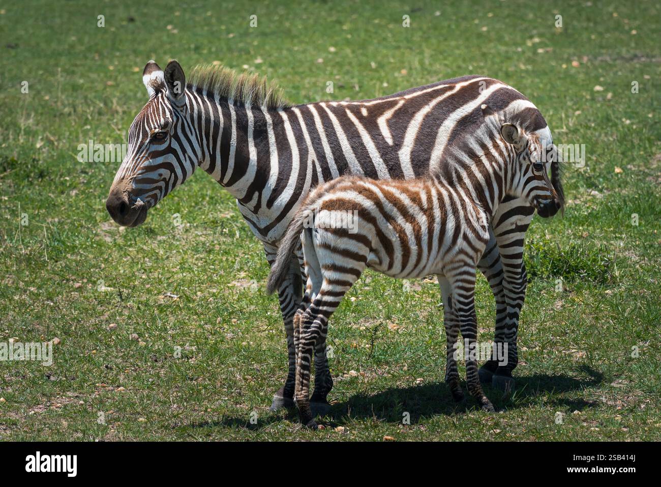 A mother zebra and its new born by its side in the Serengeti National ...