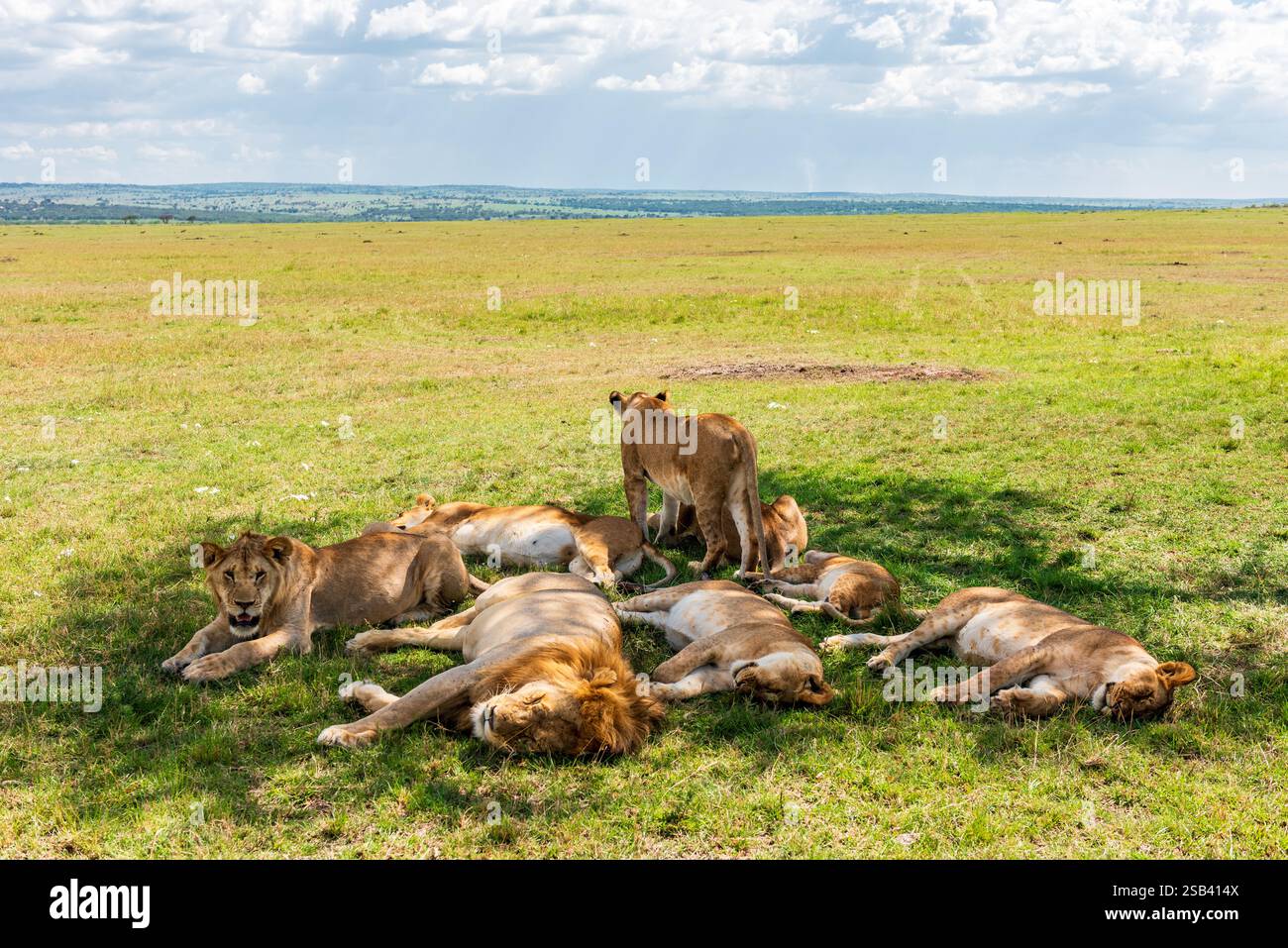 Pride of lions (Latin : Leo) napping in the shade of a tree in the ...