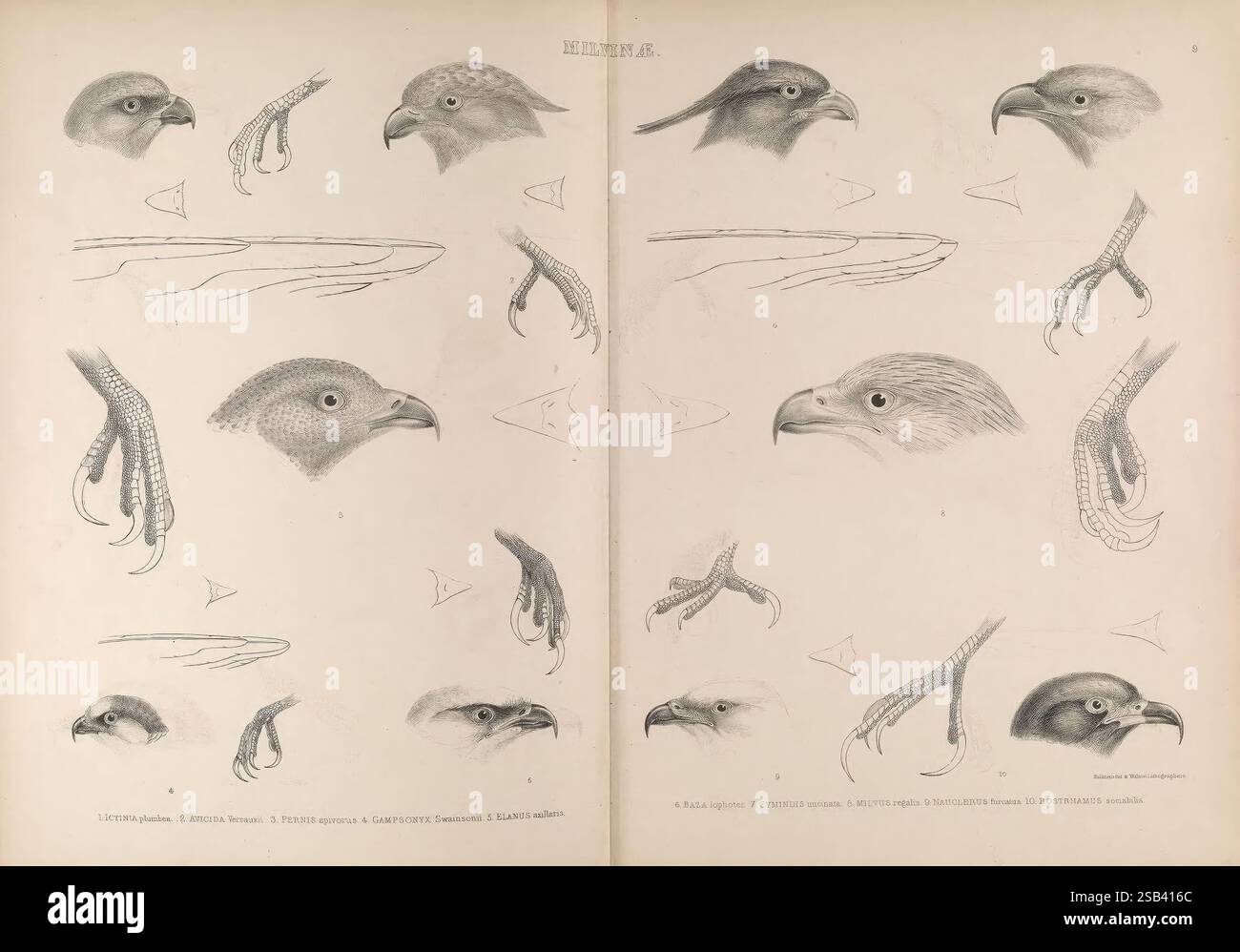 The genera of birds, 1849, birds, behavior classification, pictorial ...