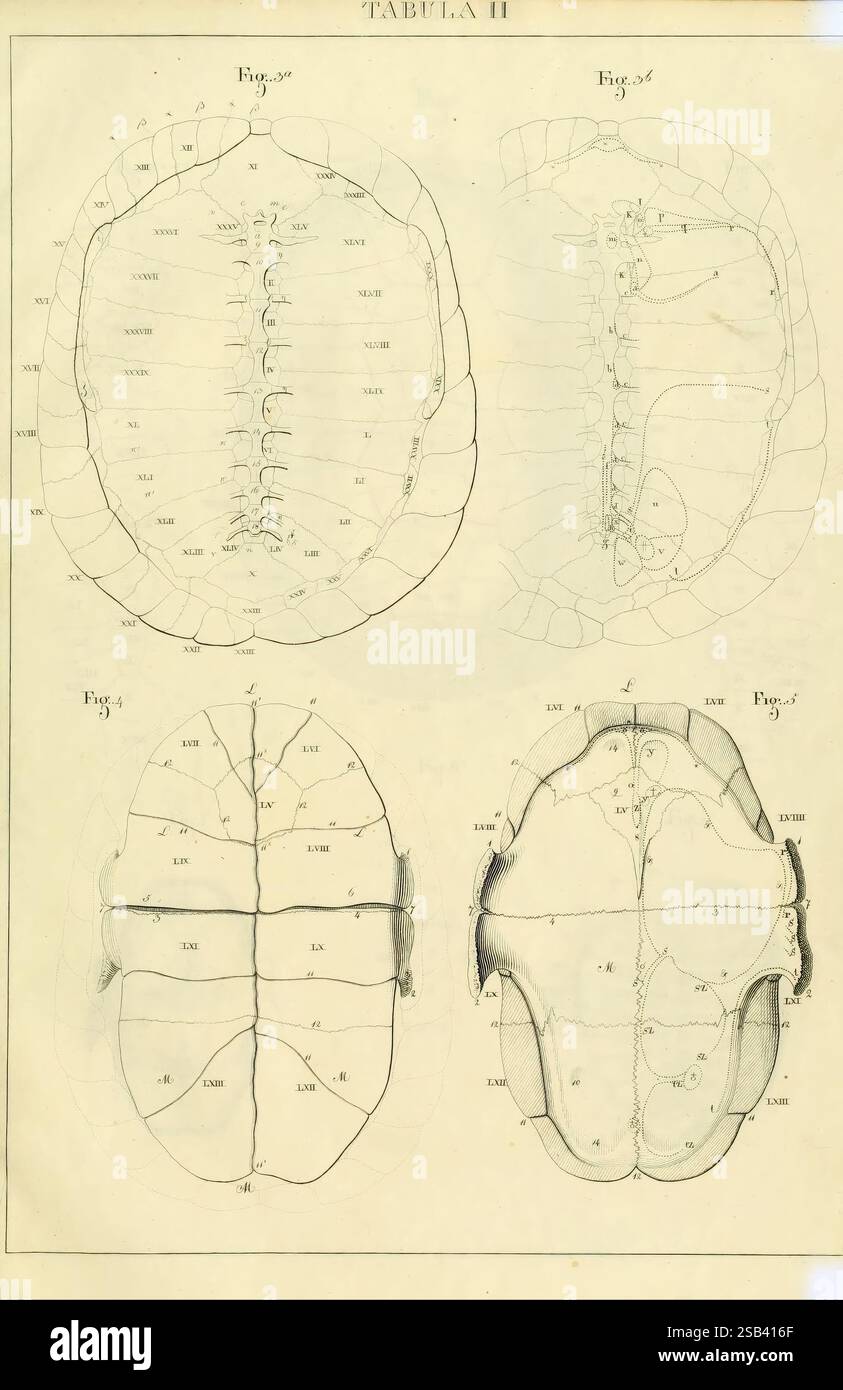 Anatome testudinis Europaeae, Vilnae, Impensis auctoris, Typis Josephi ...