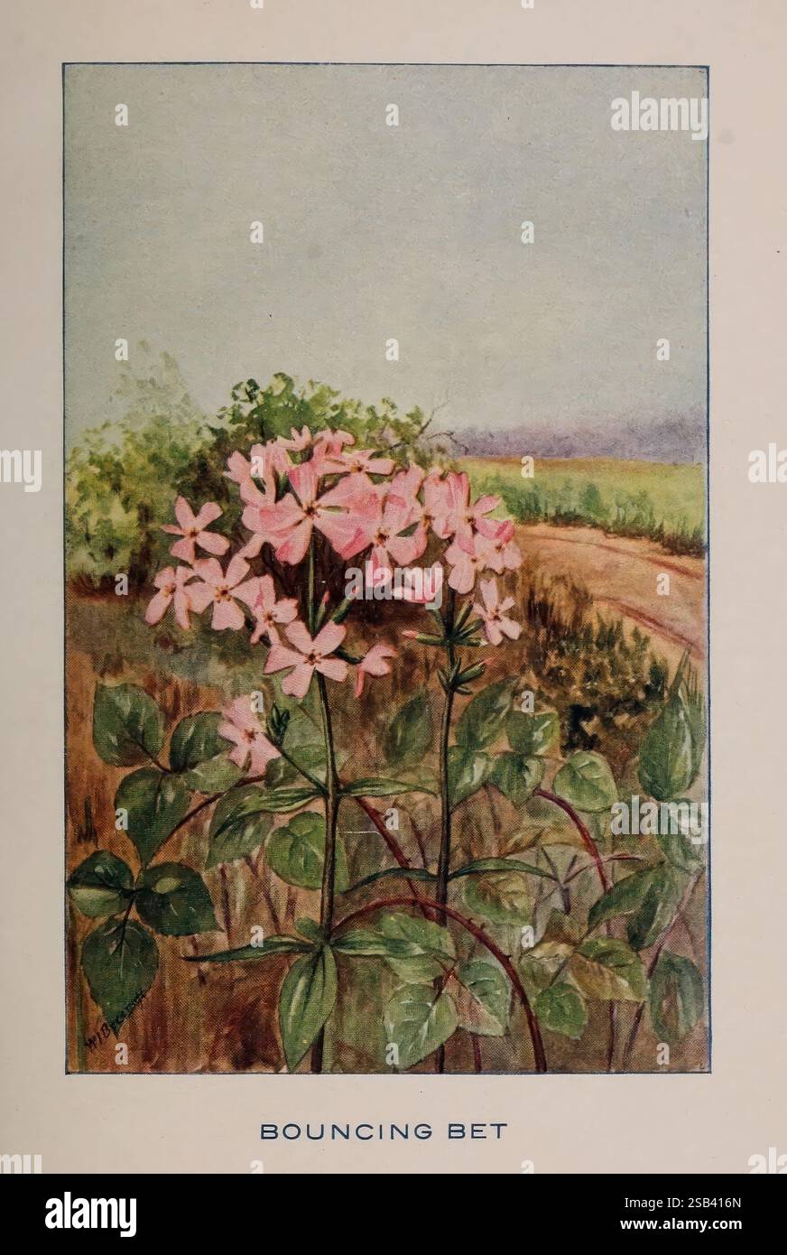 Fifty Flower Friends with Familiar Faces, Boston, Lothrop, Lee ...