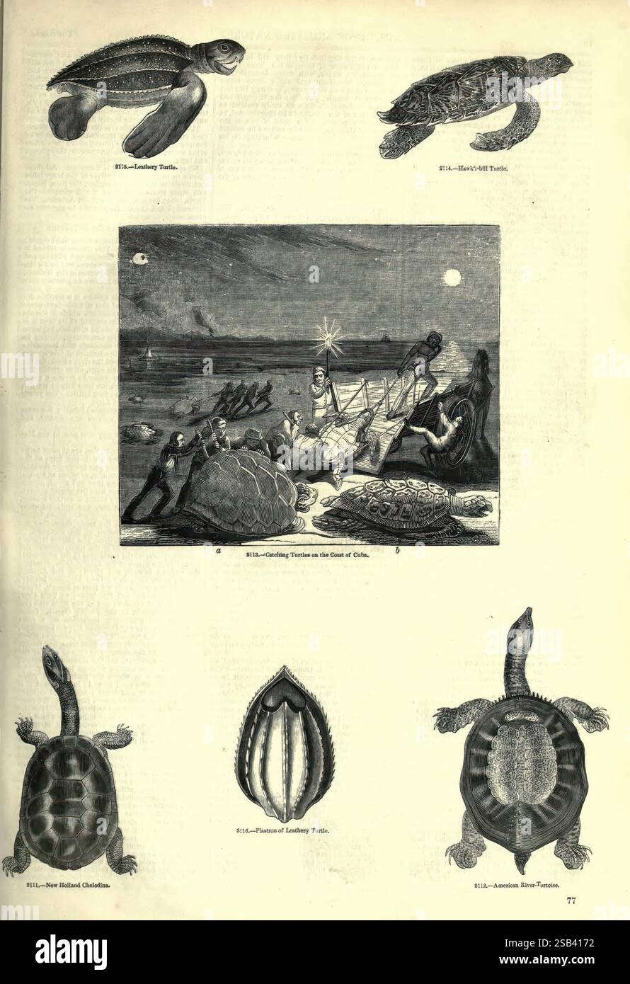 The, Pictorial, Museum, of, Animated, Nature, London, C. Cox, [1844 ...