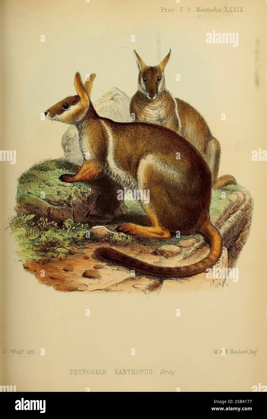 Rock wallaby australia marsupials bilby joseph wolf hi-res stock ...